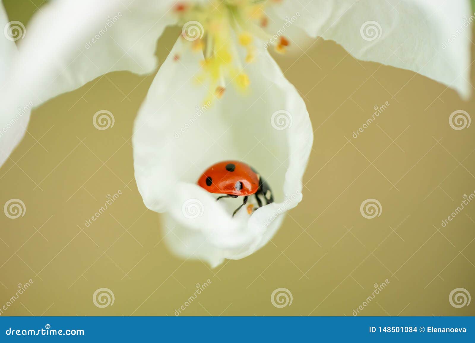 Red Ladybug on Apple Tree Flower Macro Close-up Stock Photo - Image of ...