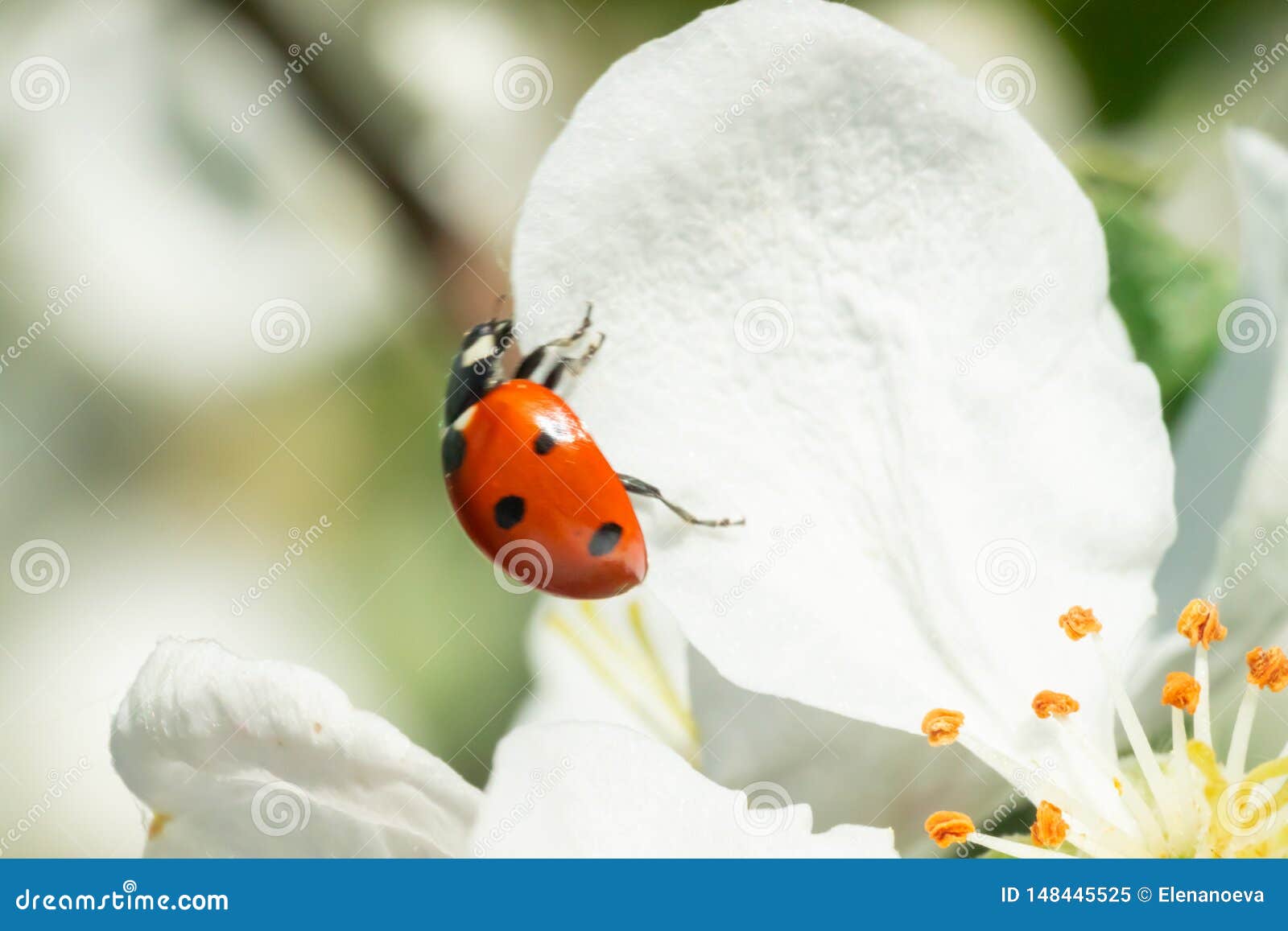 Red Ladybug on Apple Tree Flower Macro Close-up Stock Image - Image of ...