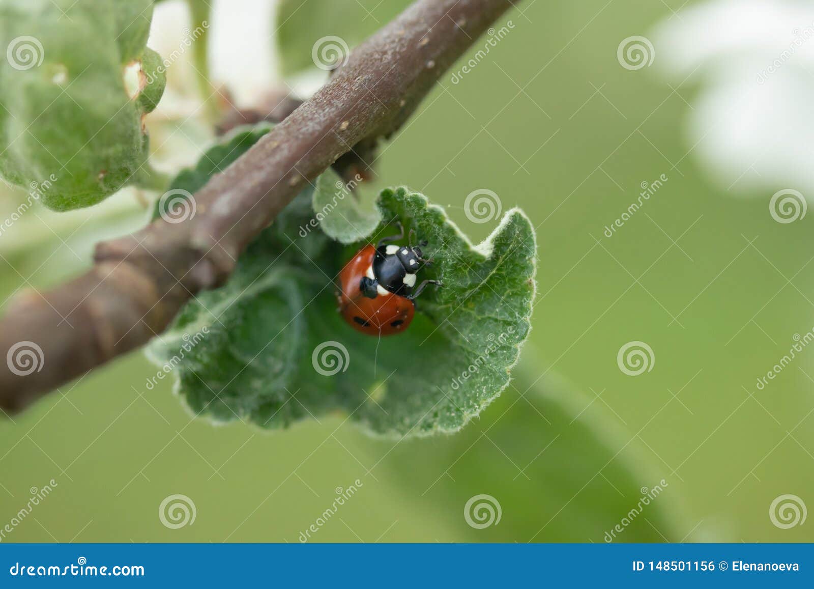 Red Ladybug on Apple Tree Leaf Macro Close-up Stock Photo - Image of ...