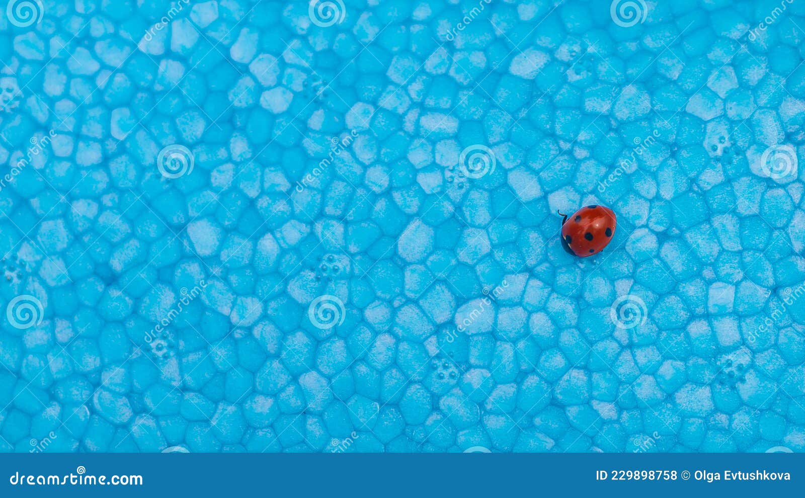 A Red Ladybug Beetle on a Blue Background. Copy Space Stock Photo ...