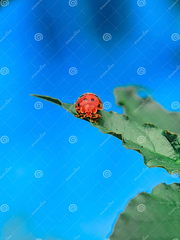 Red Ladybug with Black Pattern on Leaf Isolated on Blue Background ...