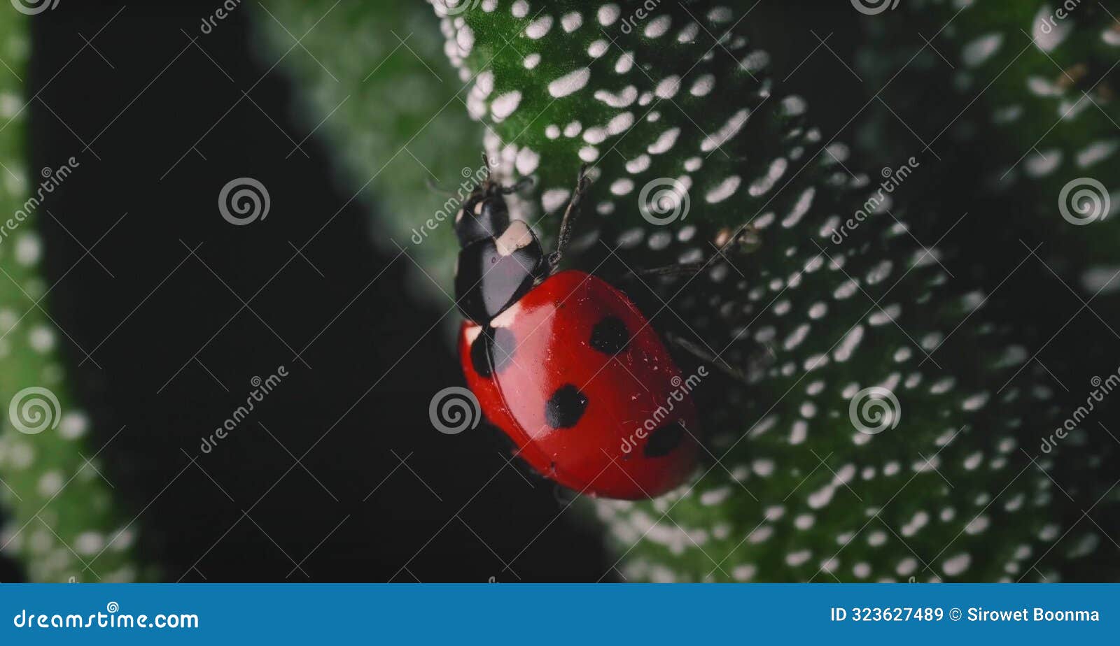 Red Ladybug with Black Spots Stock Image - Image of insect, animals ...