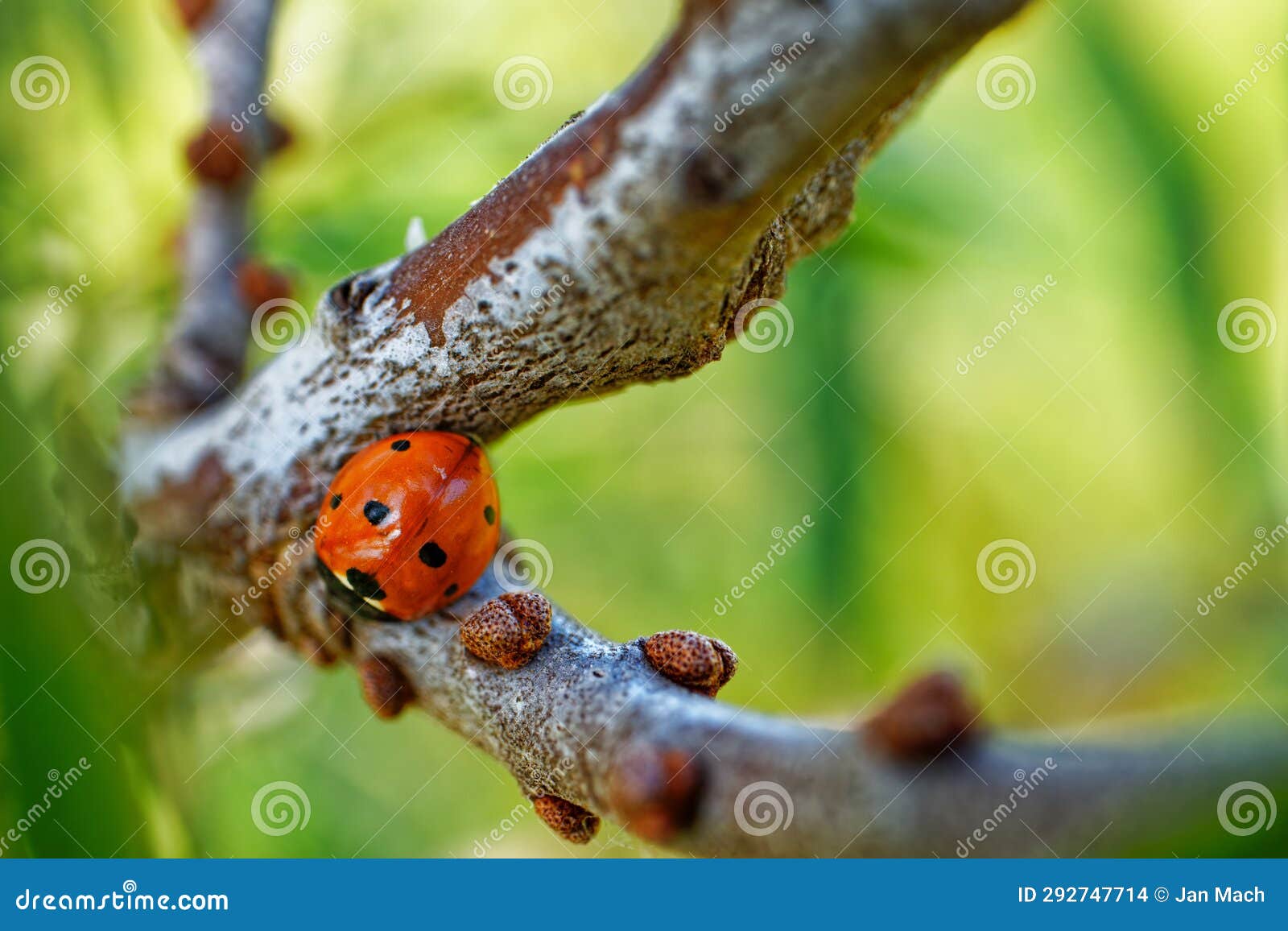 Red ladybug on branch stock photo. Image of animal, beetle - 292747714