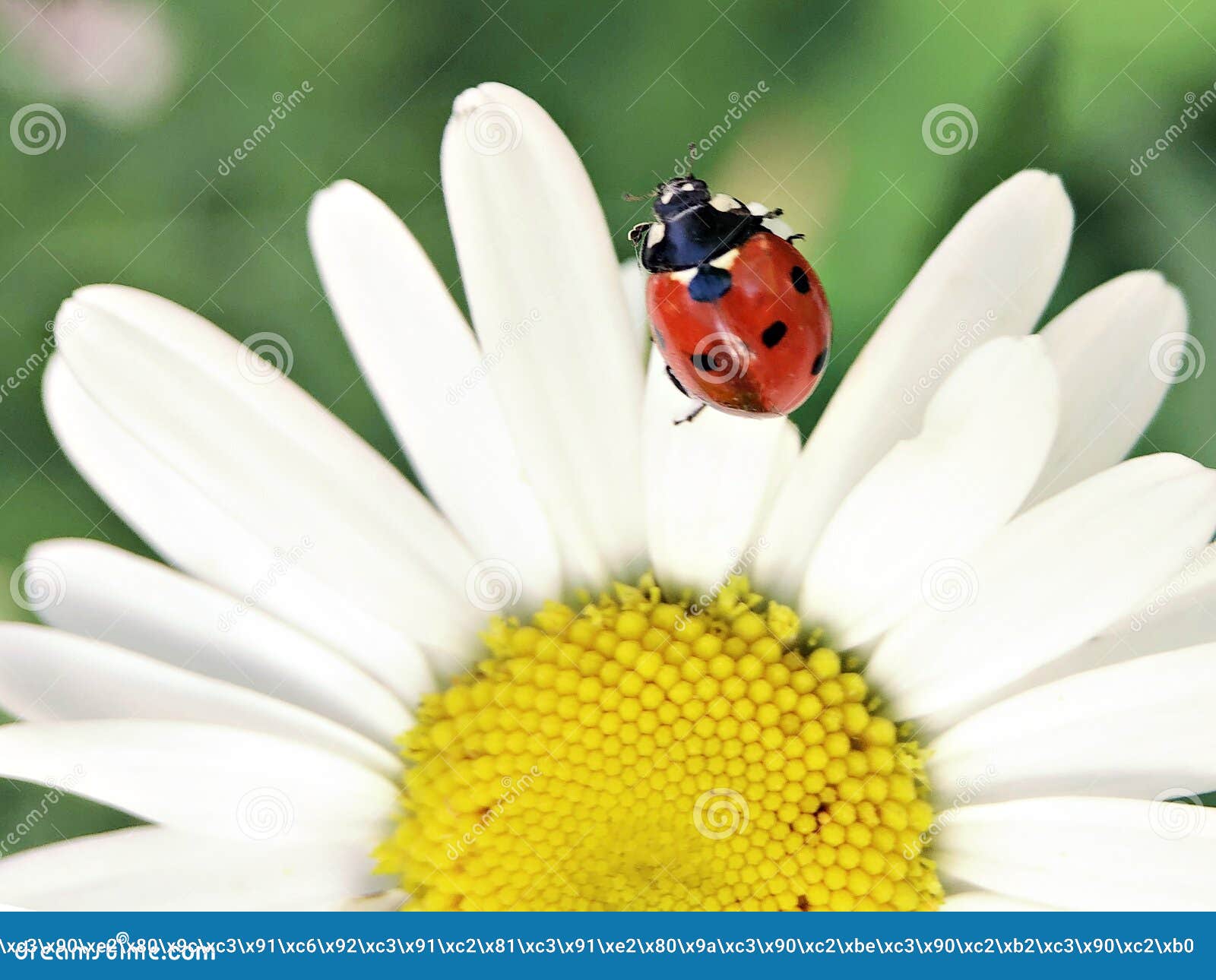 Red Ladybug on Chamomile Flower in the Garden Stock Image - Image of ...