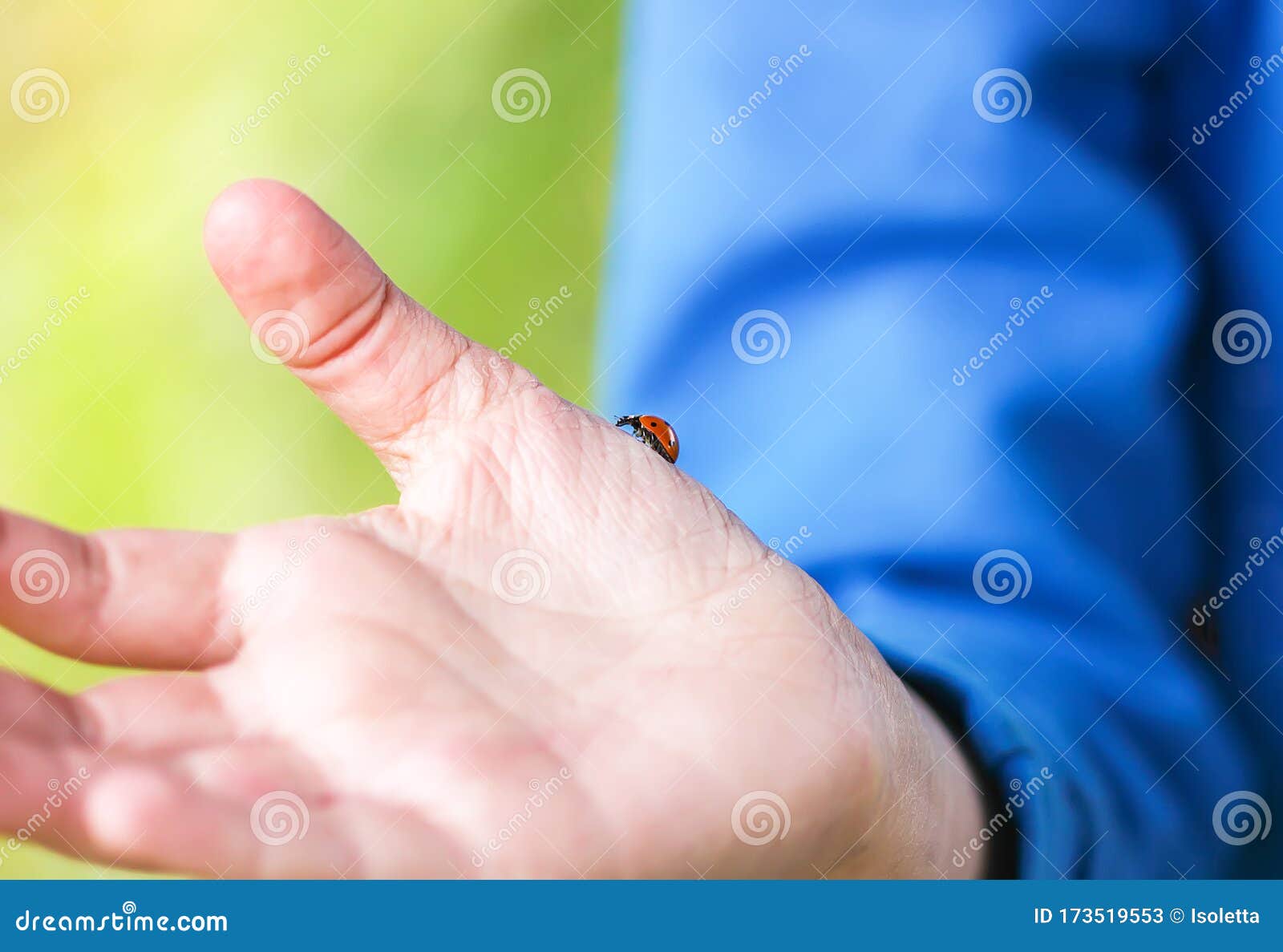 Red Ladybug in the Child`s Hand Stock Image - Image of childs, finger ...