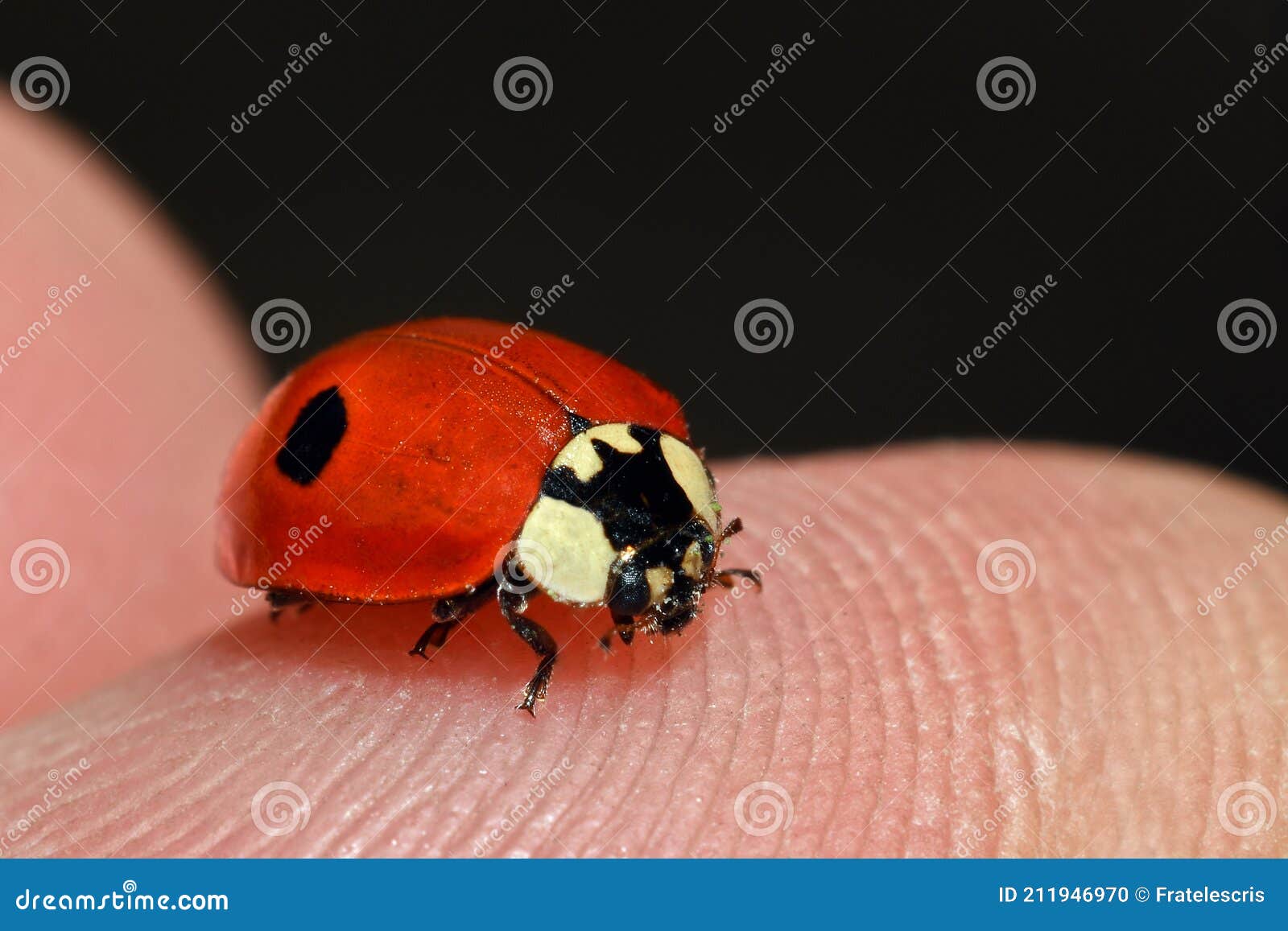 Ladybug Macro - Ladybug on a Finger Tip Closeup Stock Photo - Image of ...