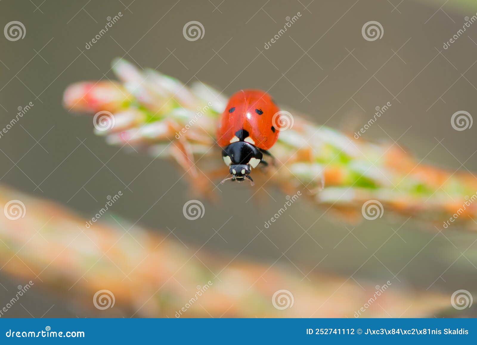 Red Ladybug (Coccinellidae) Sitting on Pine Tree Macro Stock Photo ...