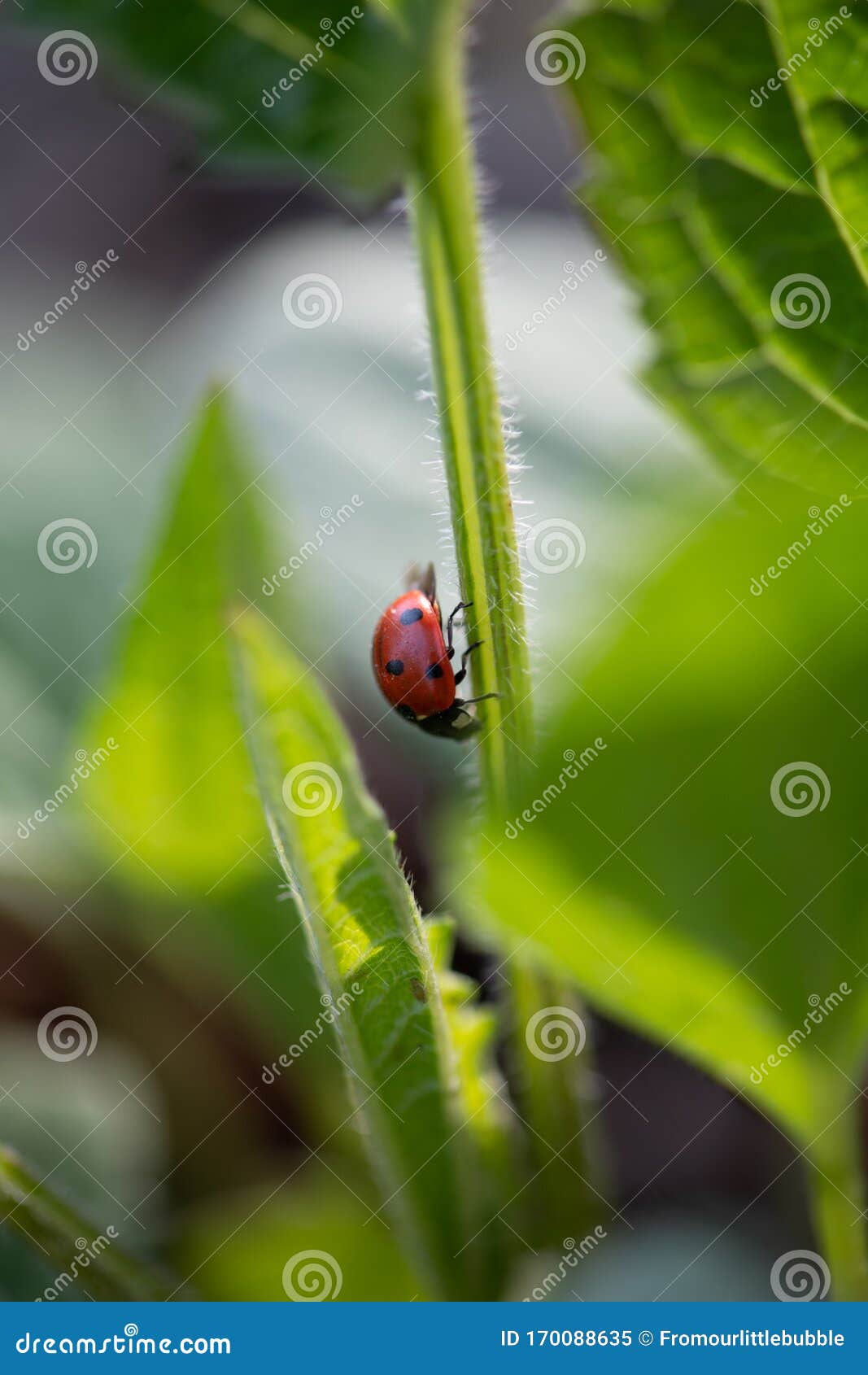 Ladybug crawling on a stem stock image. Image of leaf - 170088635