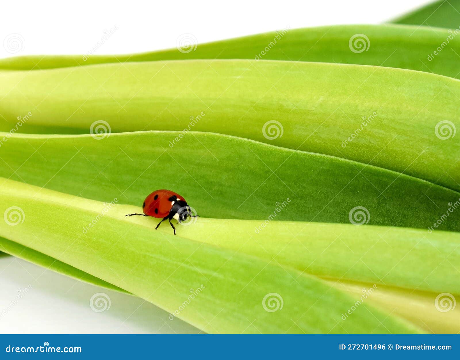 Ladybug Crawling on a Plant Stock Photo - Image of spot, green: 272701496