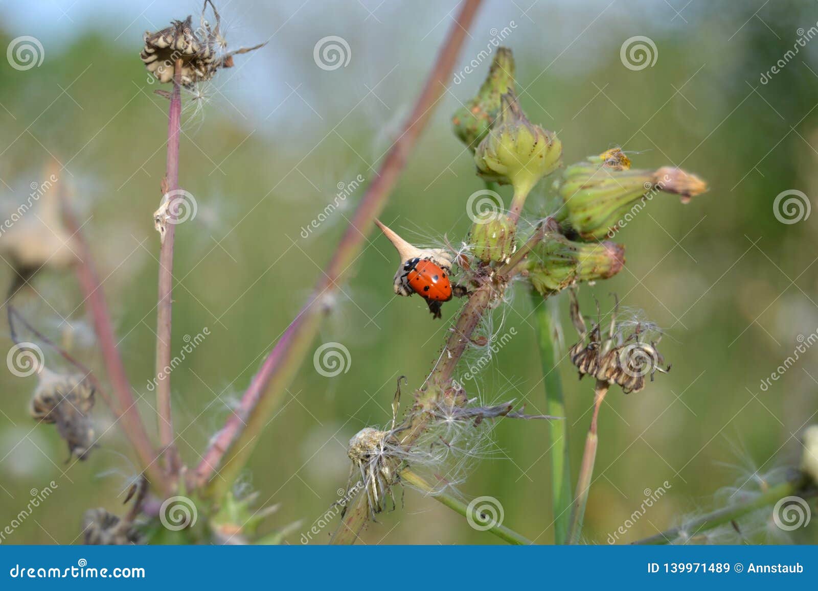 Red ladybug craws on weeds stock image. Image of nature - 139971489