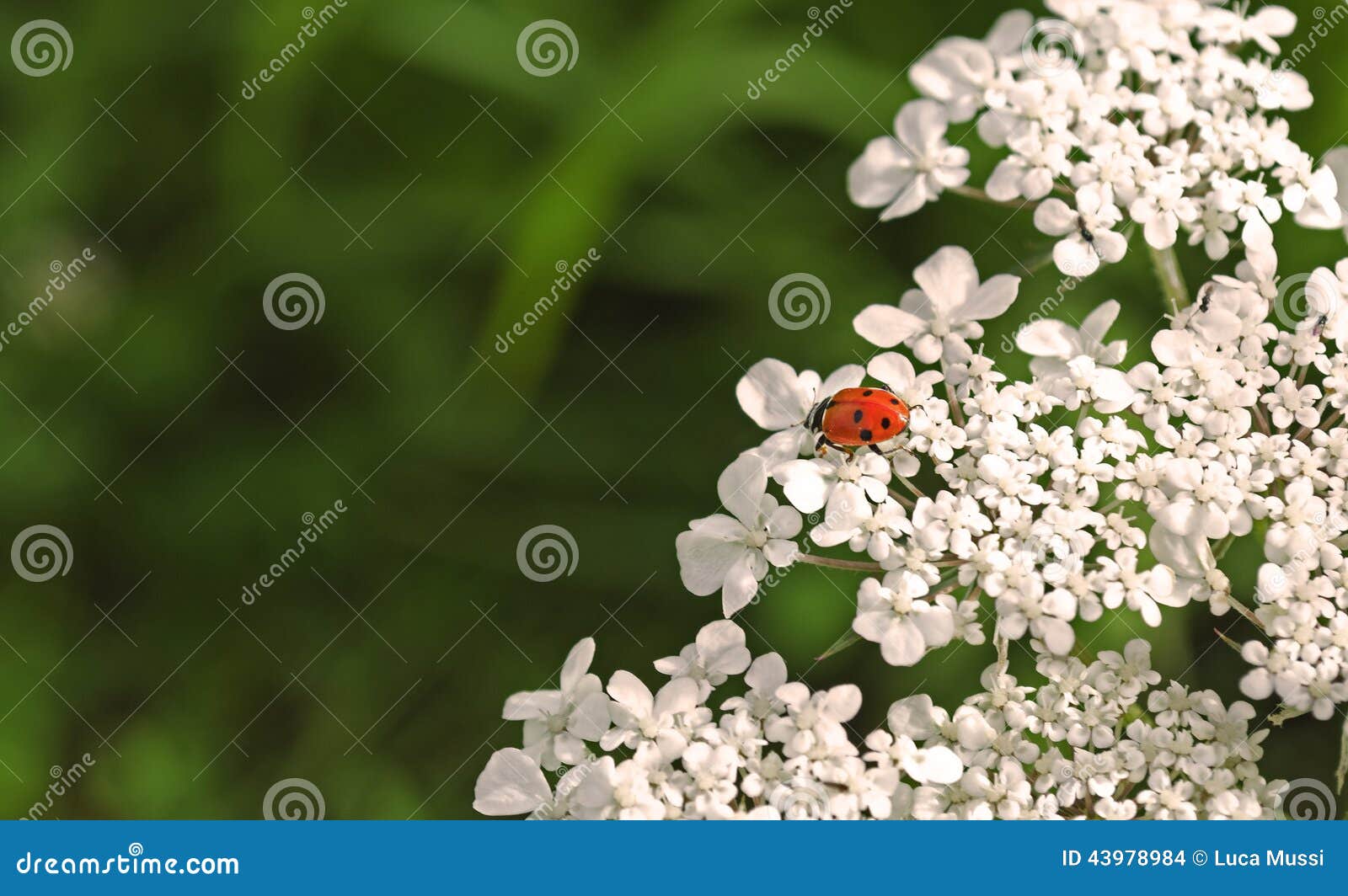 Red ladybug stock photo. Image of green, outdoors, petals - 43978984