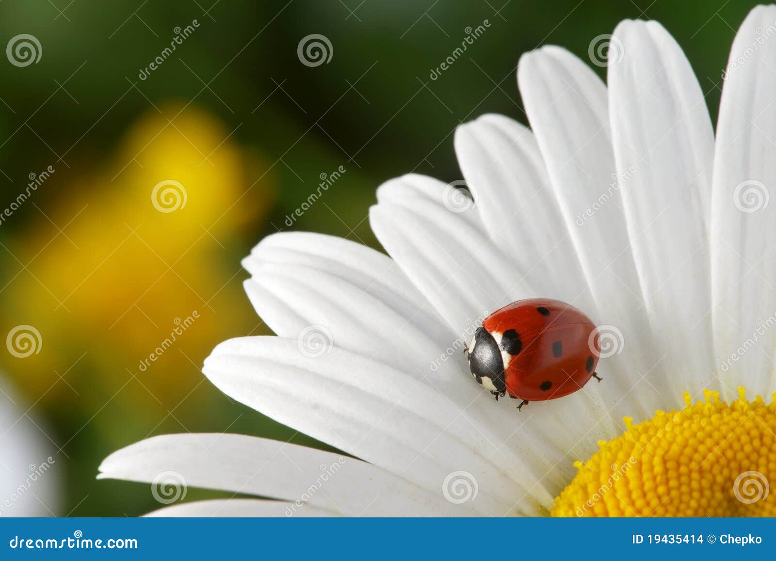 Red ladybug on flower stock photo. Image of spring, flower - 19435414