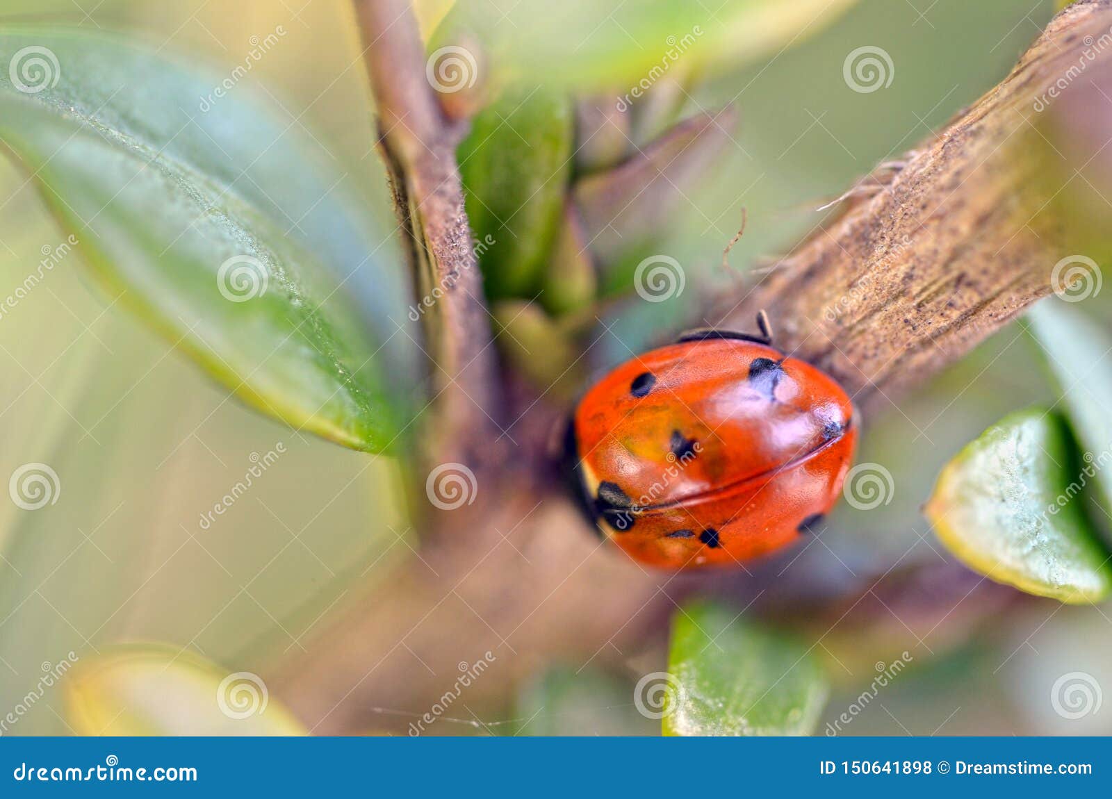 Red ladybug in the garden stock photo. Image of drop - 150641898
