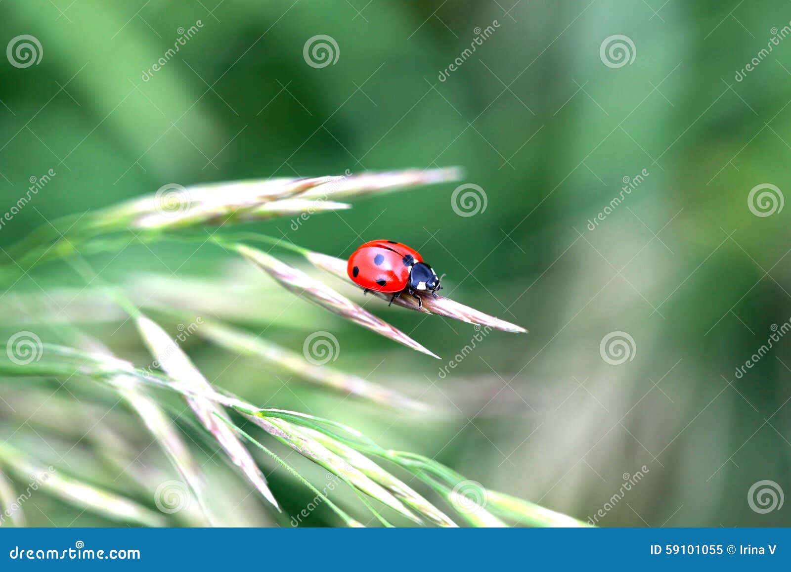Red ladybug on a grass stock image. Image of spring, bright - 59101055