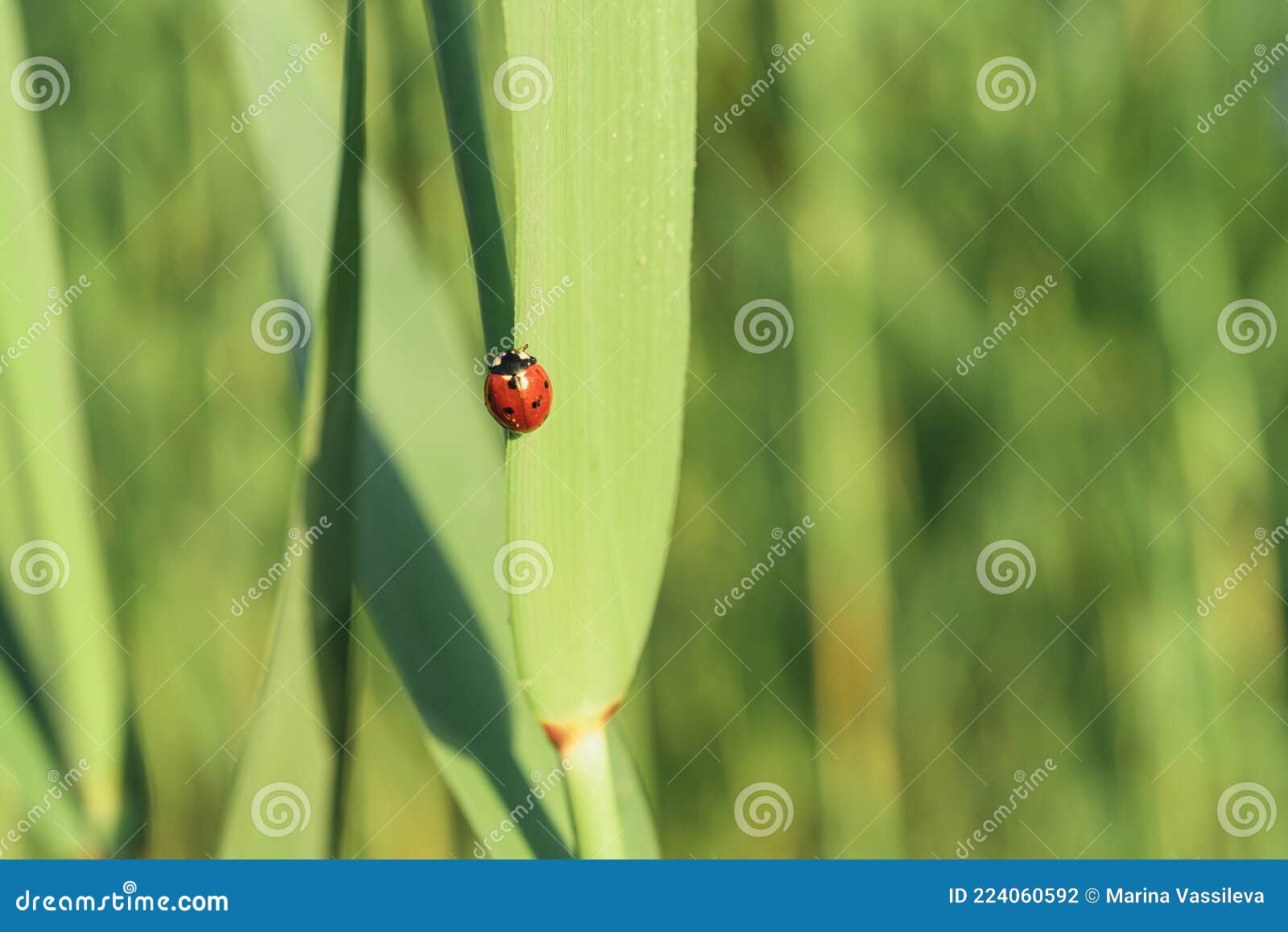Red Ladybug on a Green Cane Leaf. Close-up, There is a Place for Text ...
