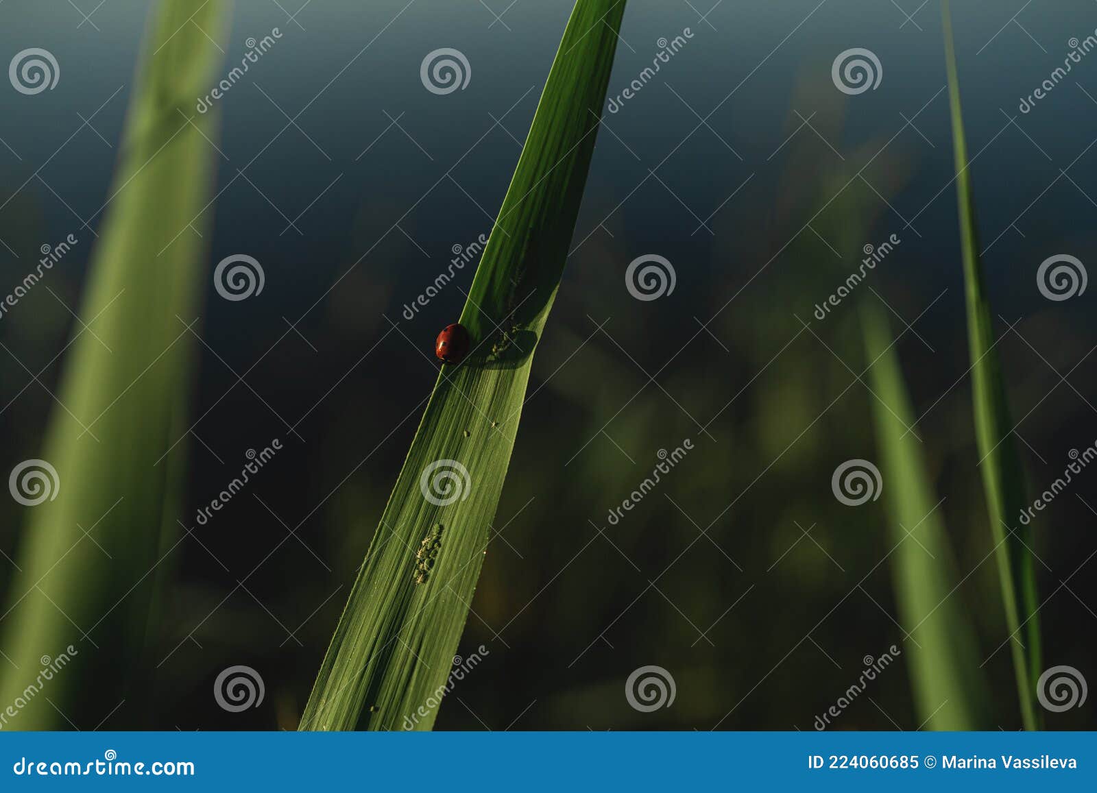 Red Ladybug on a Green Cane Leaf. Close-up, There is a Place for Text ...