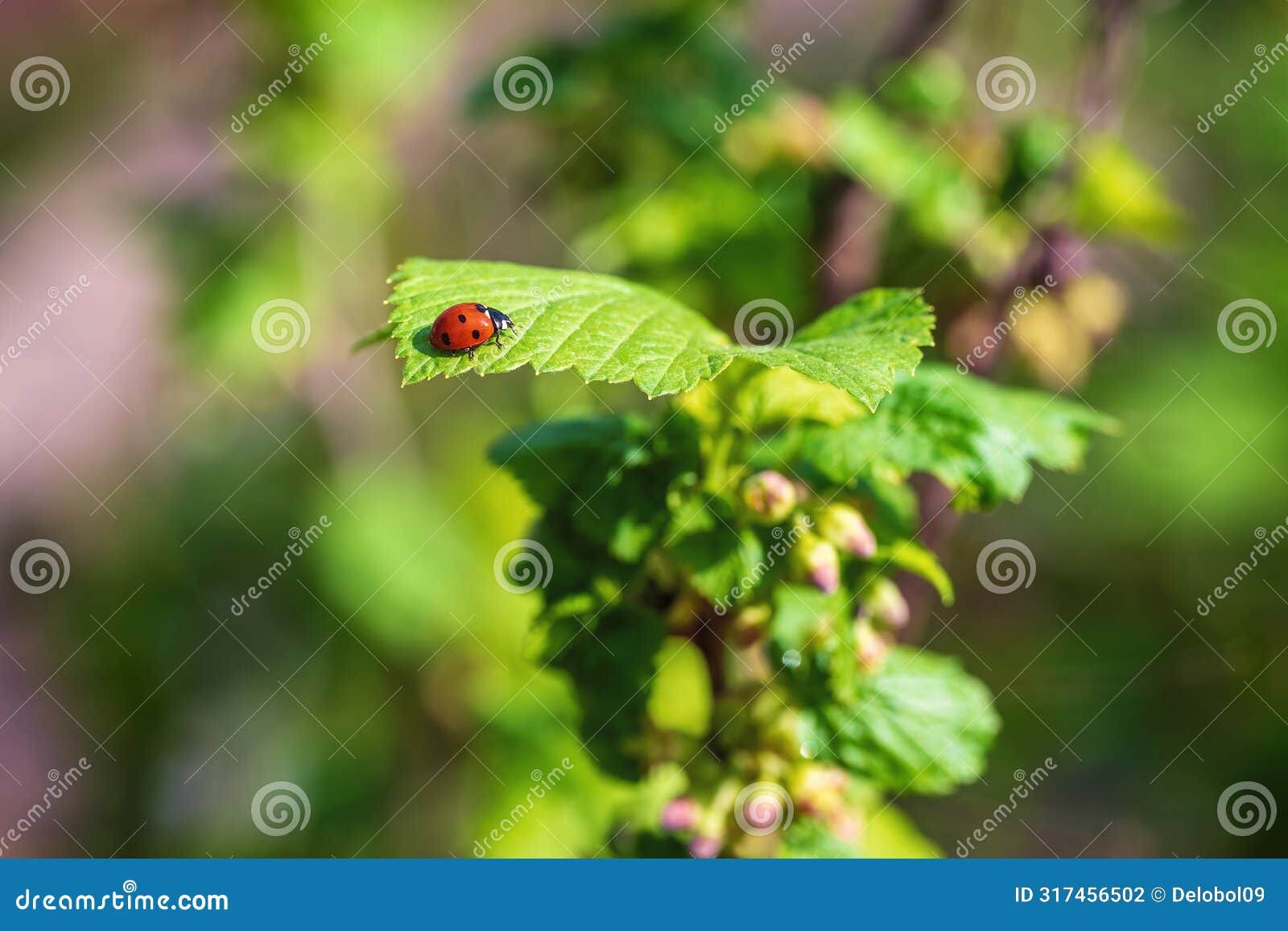Red Ladybug on a Green Leaf, Coccinellidae. Stock Photo - Image of wildlife, biology: 317456502