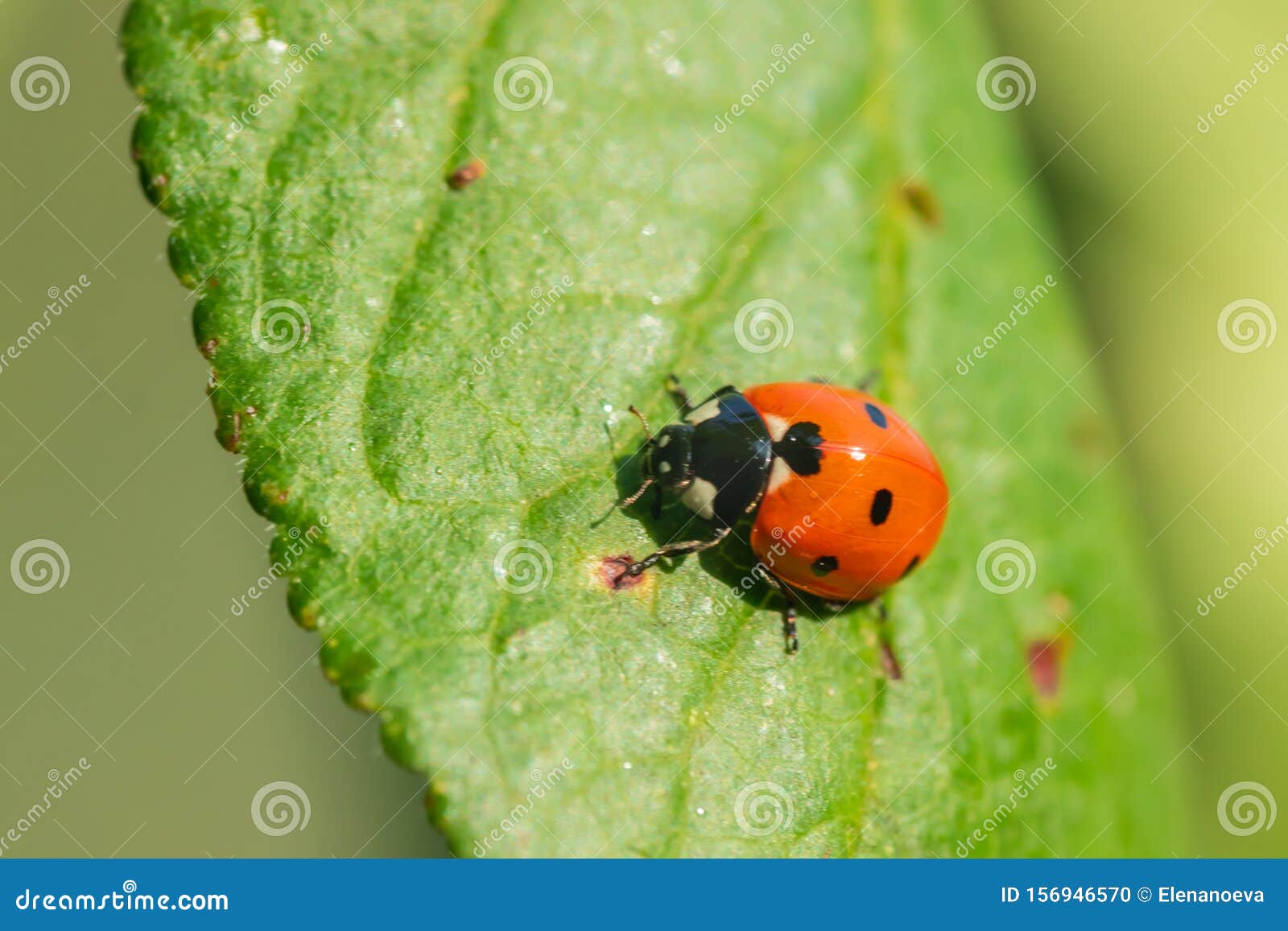 Red Ladybug on a Green Leaf in the Garden Stock Photo - Image of nature ...