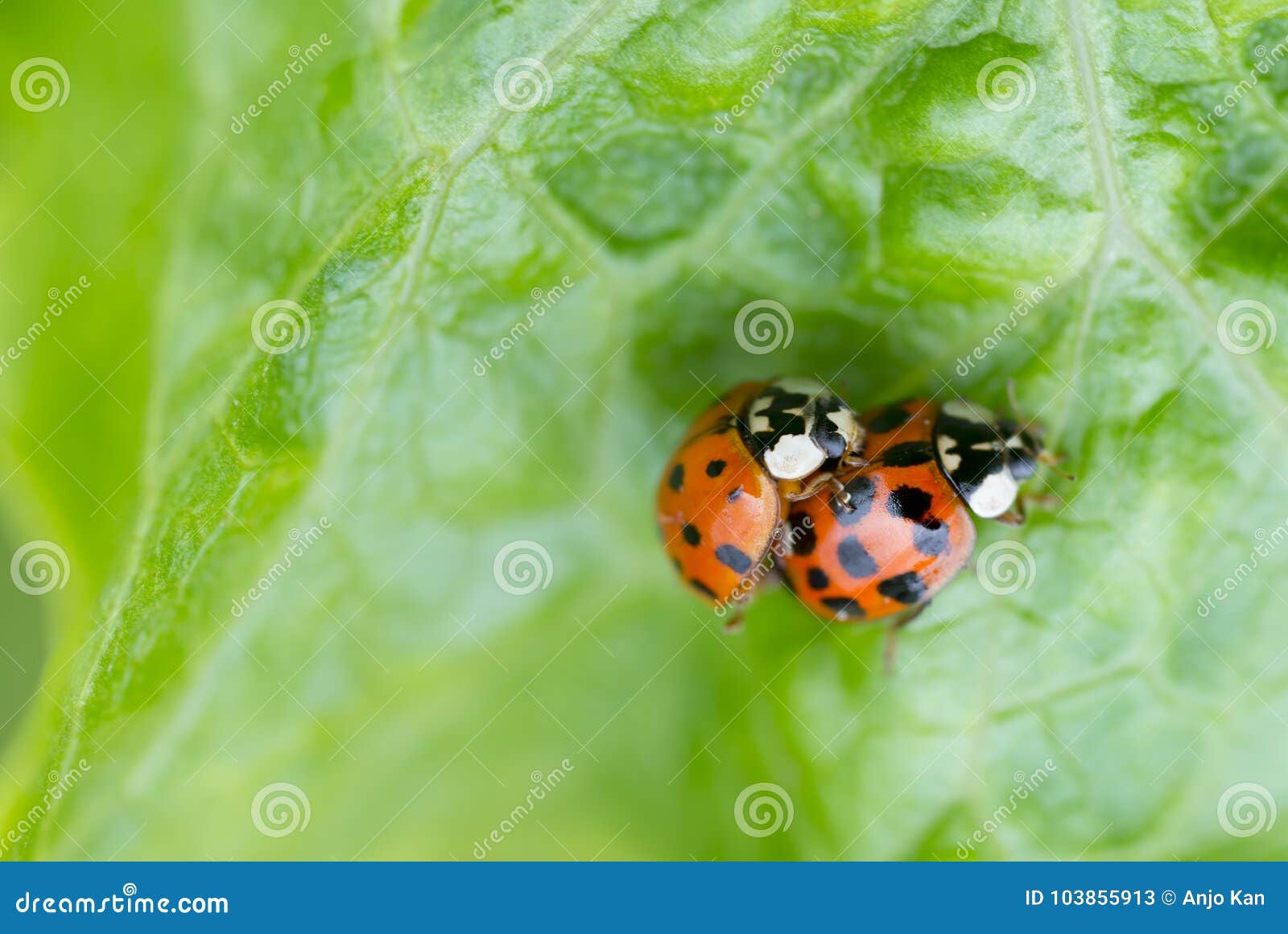 Red Ladybug on a Green Leaf Stock Image - Image of macro, insects ...