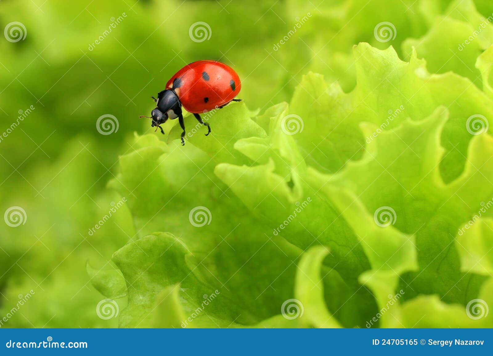 Red Ladybug on Green Leaves Stock Image - Image of vibrant, ladybug ...