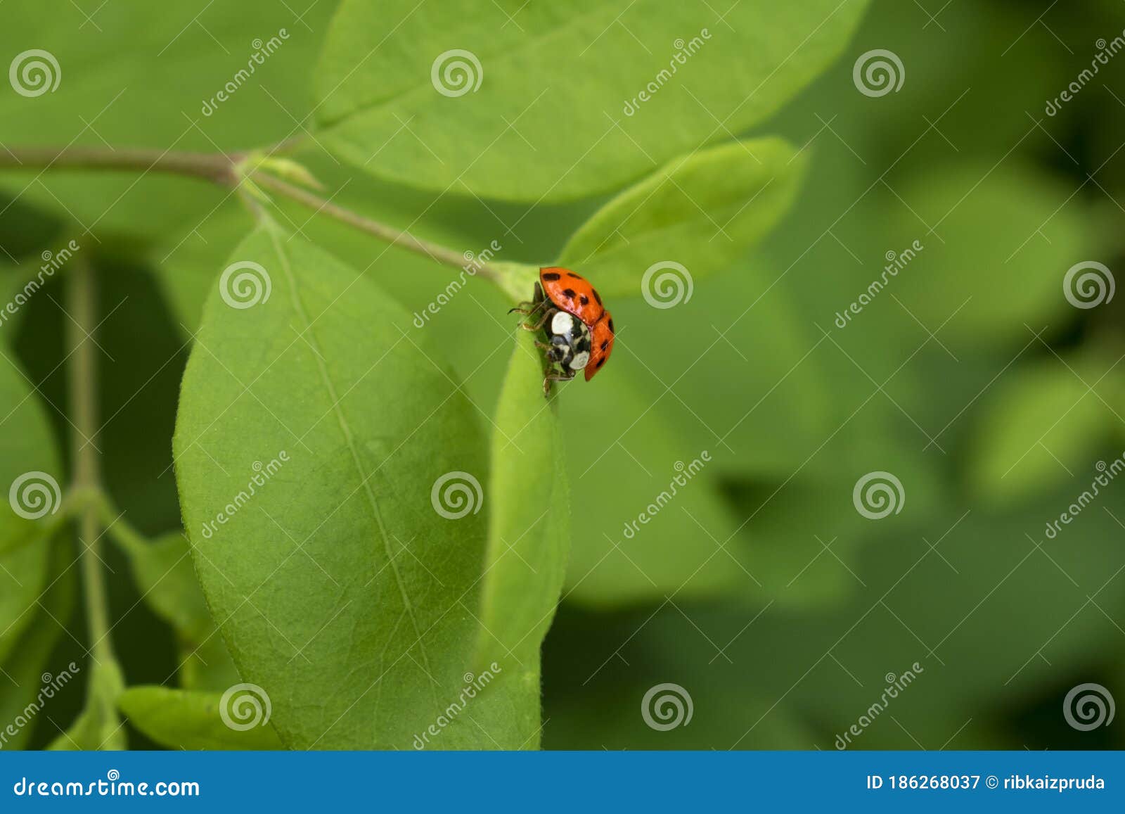 Red Ladybug on the Green Leaves. Stock Image - Image of floral, insect ...