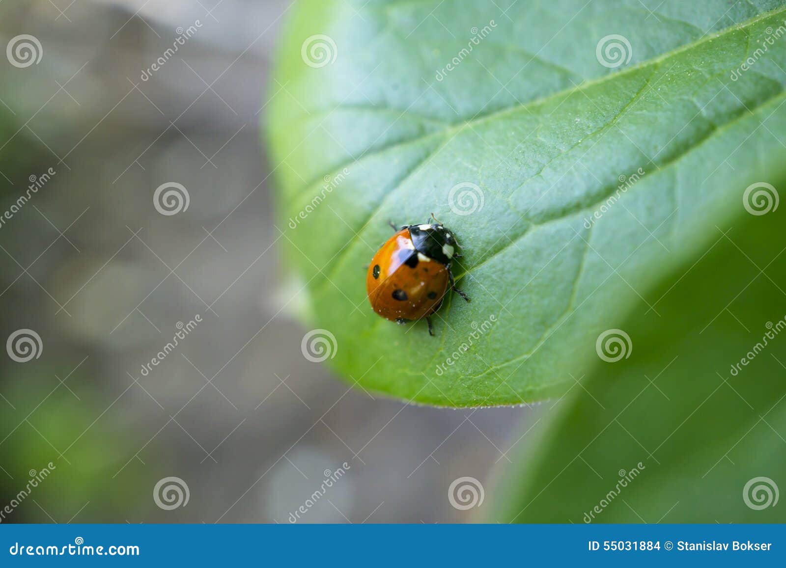 5,142 Ladybug Leaves Stock Photos - Free & Royalty-Free Stock Photos ...