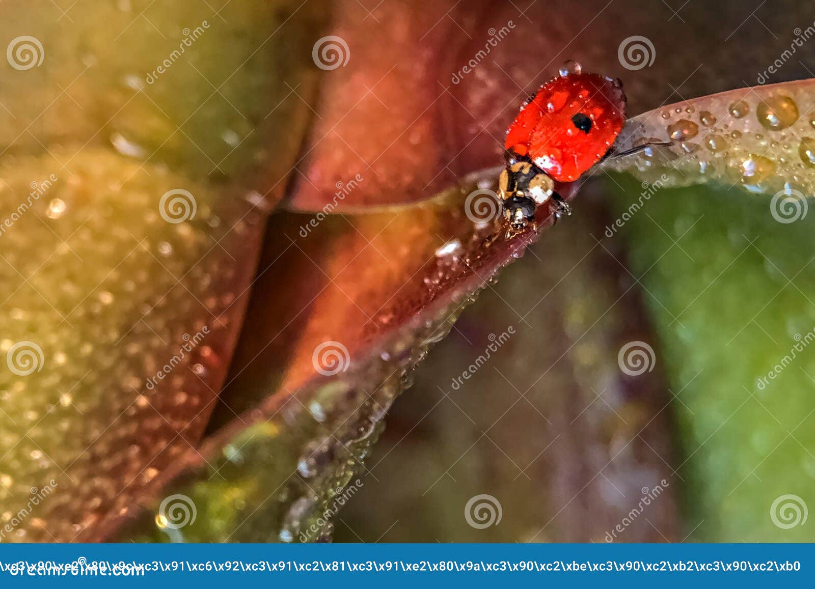 Red Ladybug on the Green Leaves of the Plant. Macrophotography Stock ...