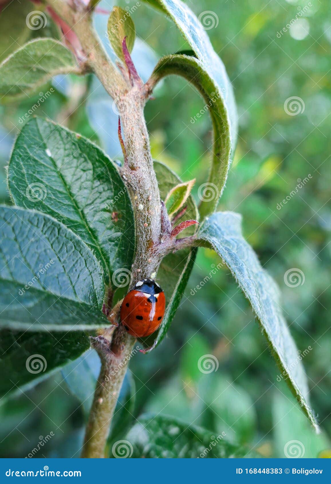 Red Ladybug on Green Tree Leaf Stock Image - Image of wild, macro ...