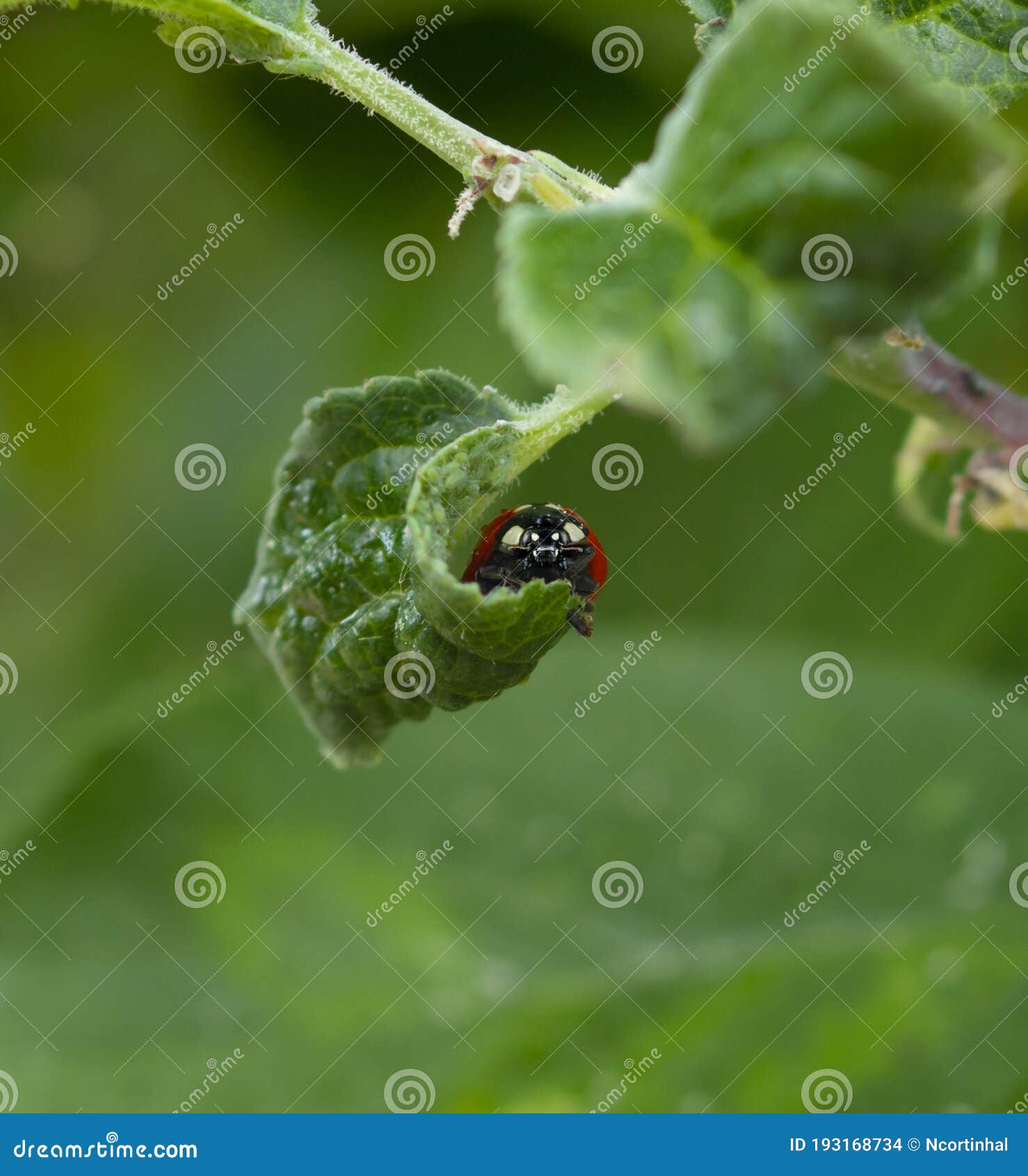 Red Ladybug Hiding on a Curved Leaf Stock Photo - Image of beauty ...