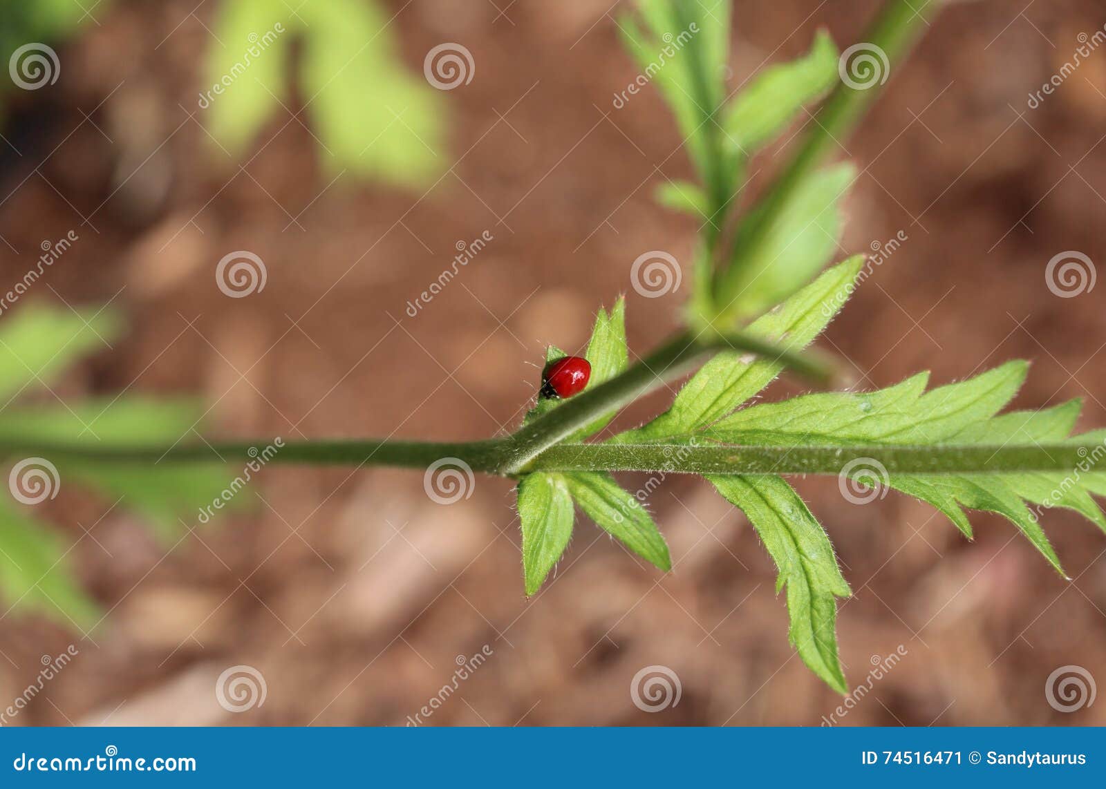 Red Ladybug on Horizontal Branch in Garden with Sun Shining on Ladybug ...