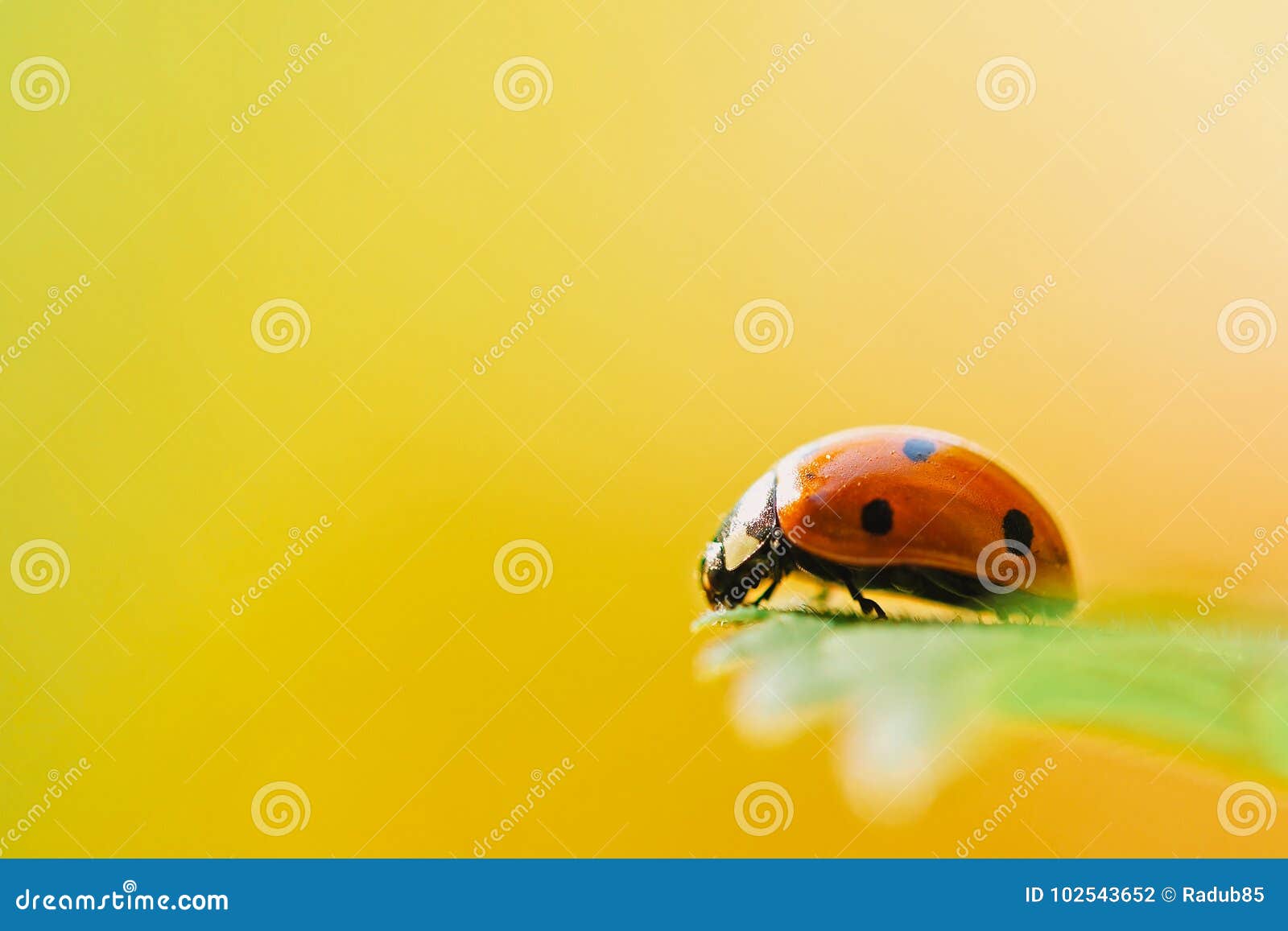 Red Ladybug Insect on Green Leaf Stock Photo - Image of nature, bugs ...