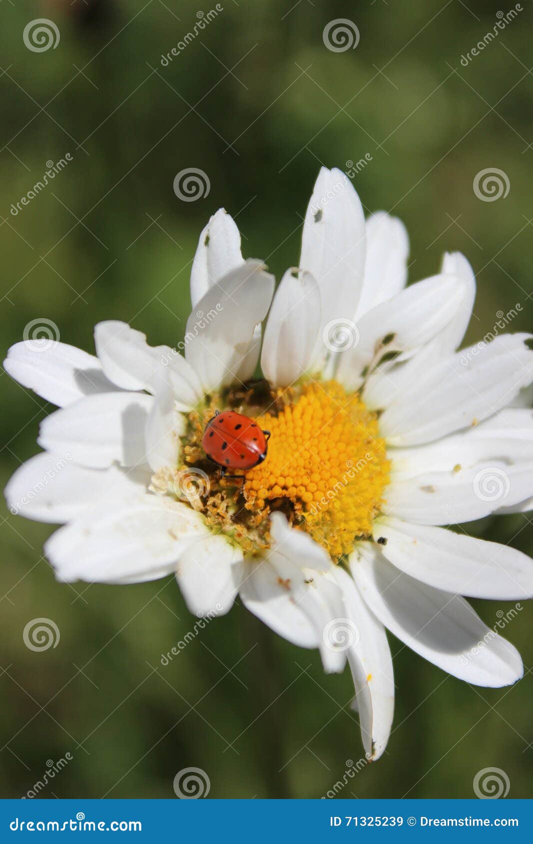 Red Ladybug on a Large White Daisy. Stock Image - Image of flower ...
