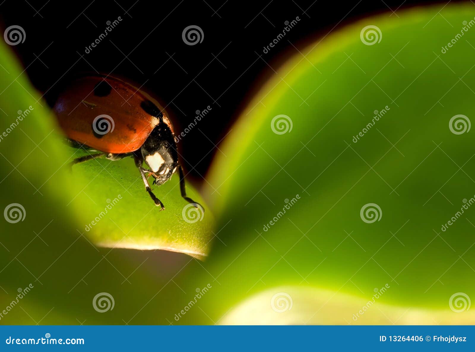 Red ladybug on leaf stock photo. Image of insect, colors - 13264406