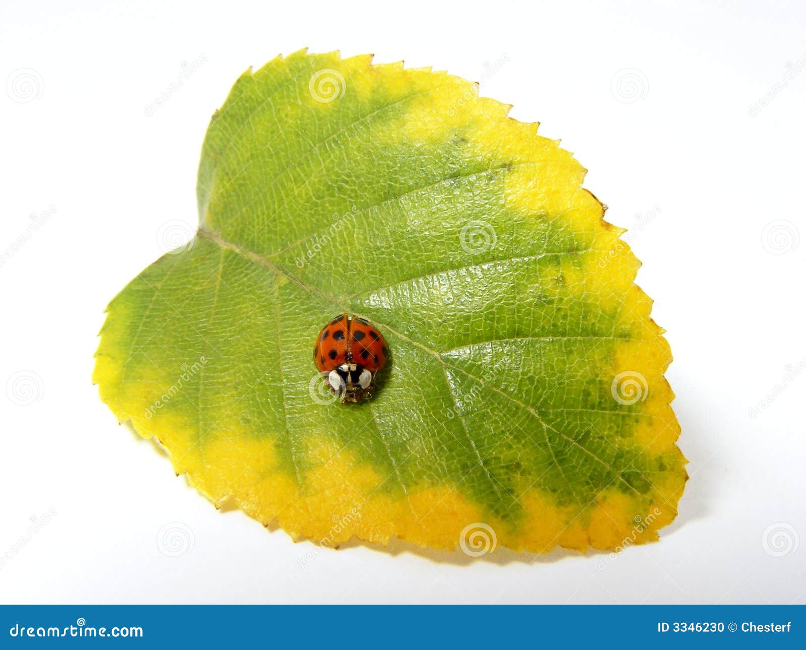 Red ladybug on the leaf stock photo. Image of scarab, antenna - 3346230