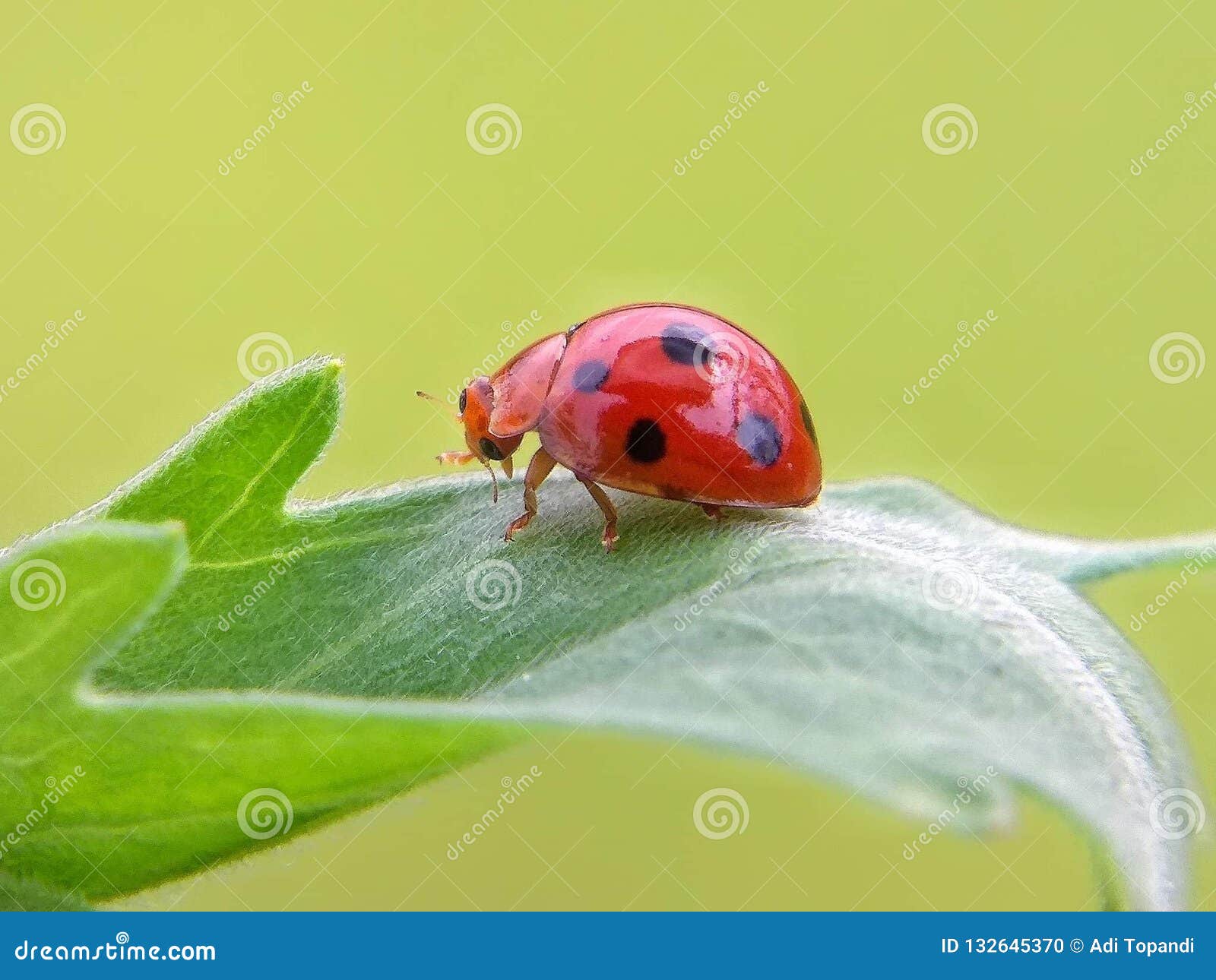 Red Ladybug on leaf stock photo. Image of beatle, ladybug - 132645370