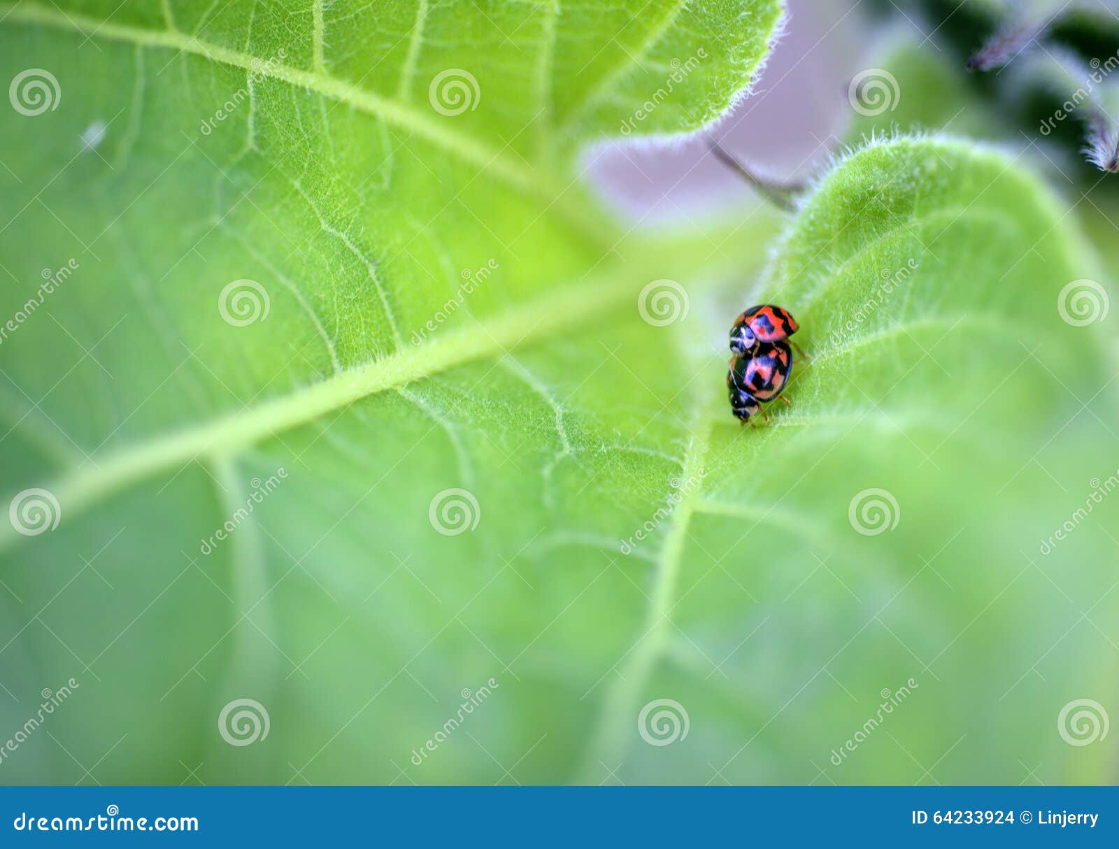 Red ladybug on the leaf stock photo. Image of color, pair - 64233924