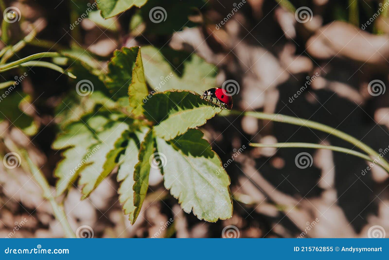 Red Ladybug on the Leaf, the Plant in the Forest in Spring. Stock Image ...
