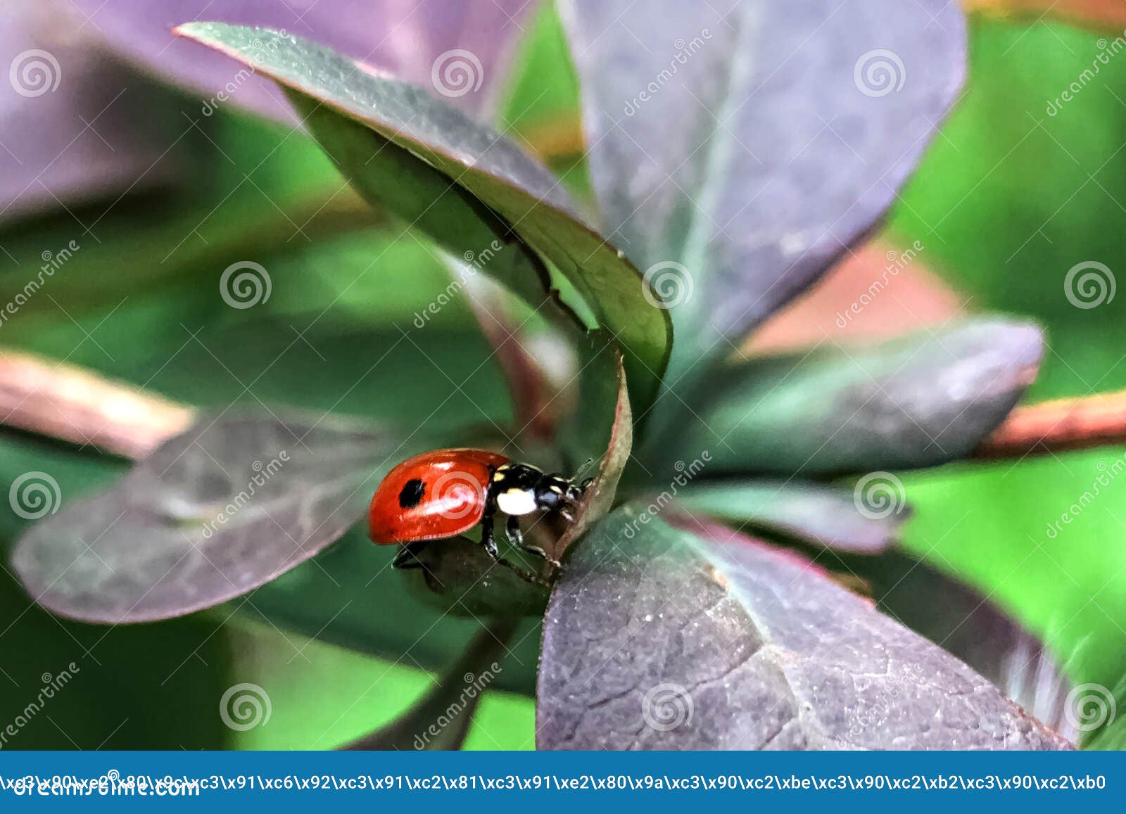 Red Ladybug on the Leaves of the Plant. Macrophotography Stock Image ...