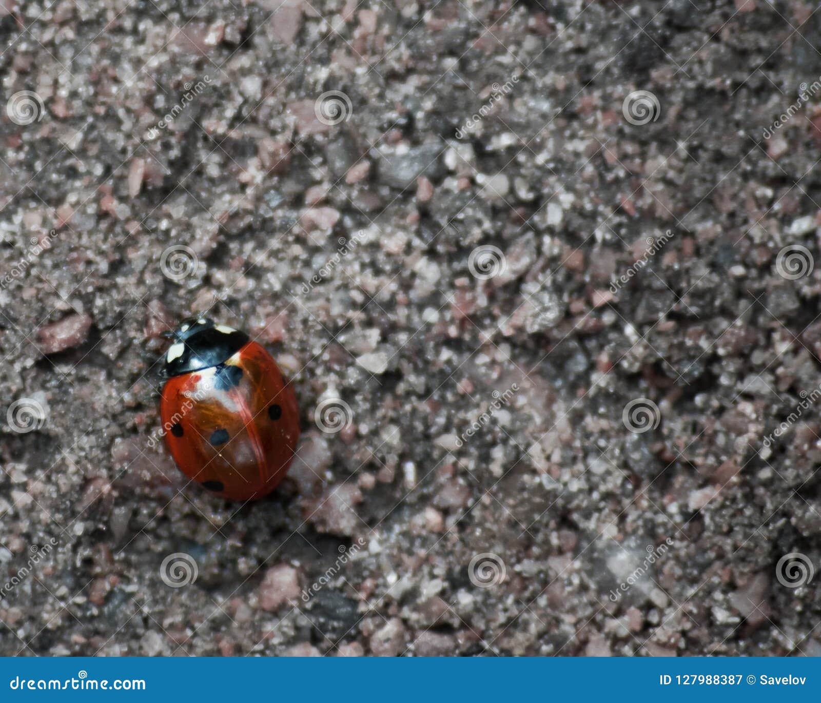 Red Ladybug on the Pavement, Macro Stock Image - Image of alone ...