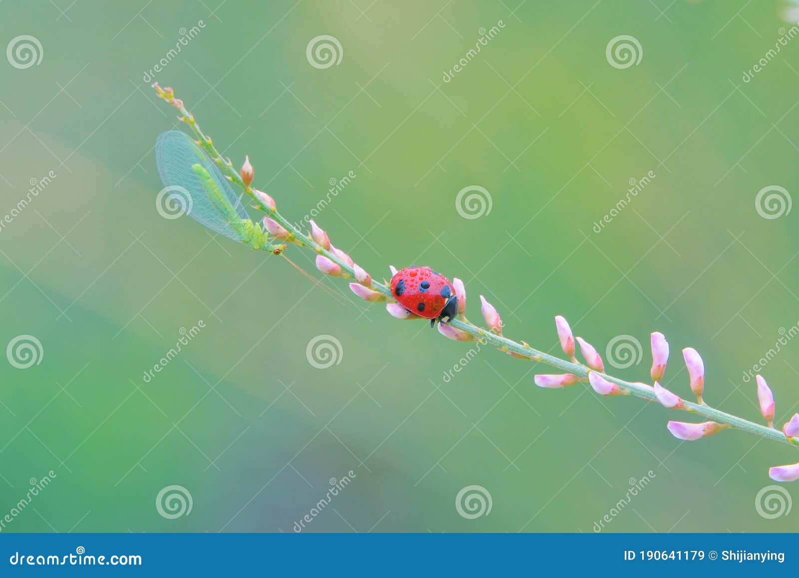 Red ladybug stock image. Image of insect, flower, beetles - 190641179