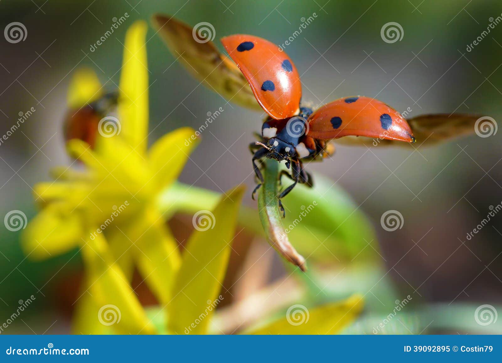 Red ladybug stock image. Image of wildlife, background - 39092895