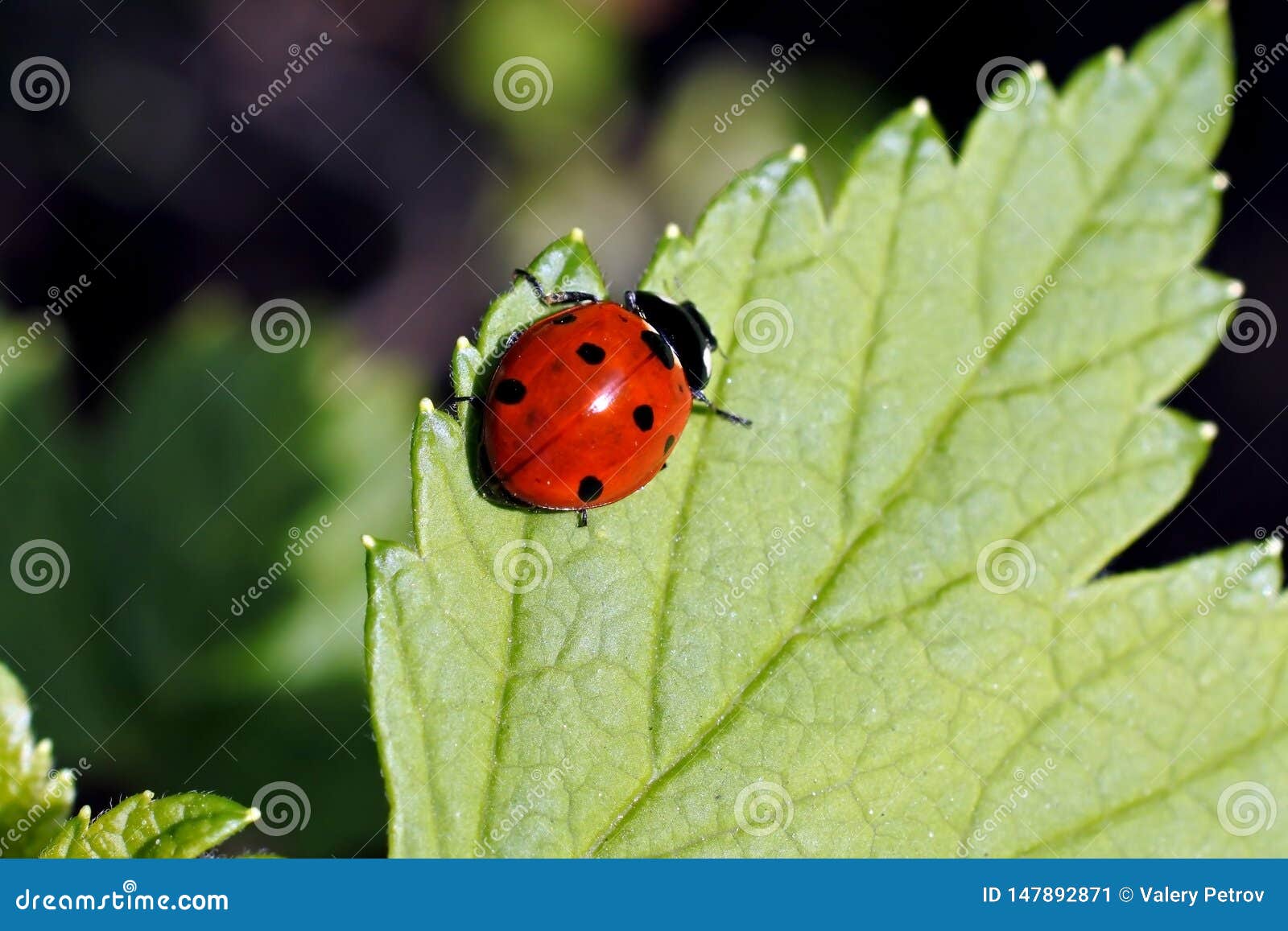 Red Ladybug on a Sheet of Sunlit Stock Image - Image of insect, foliage ...