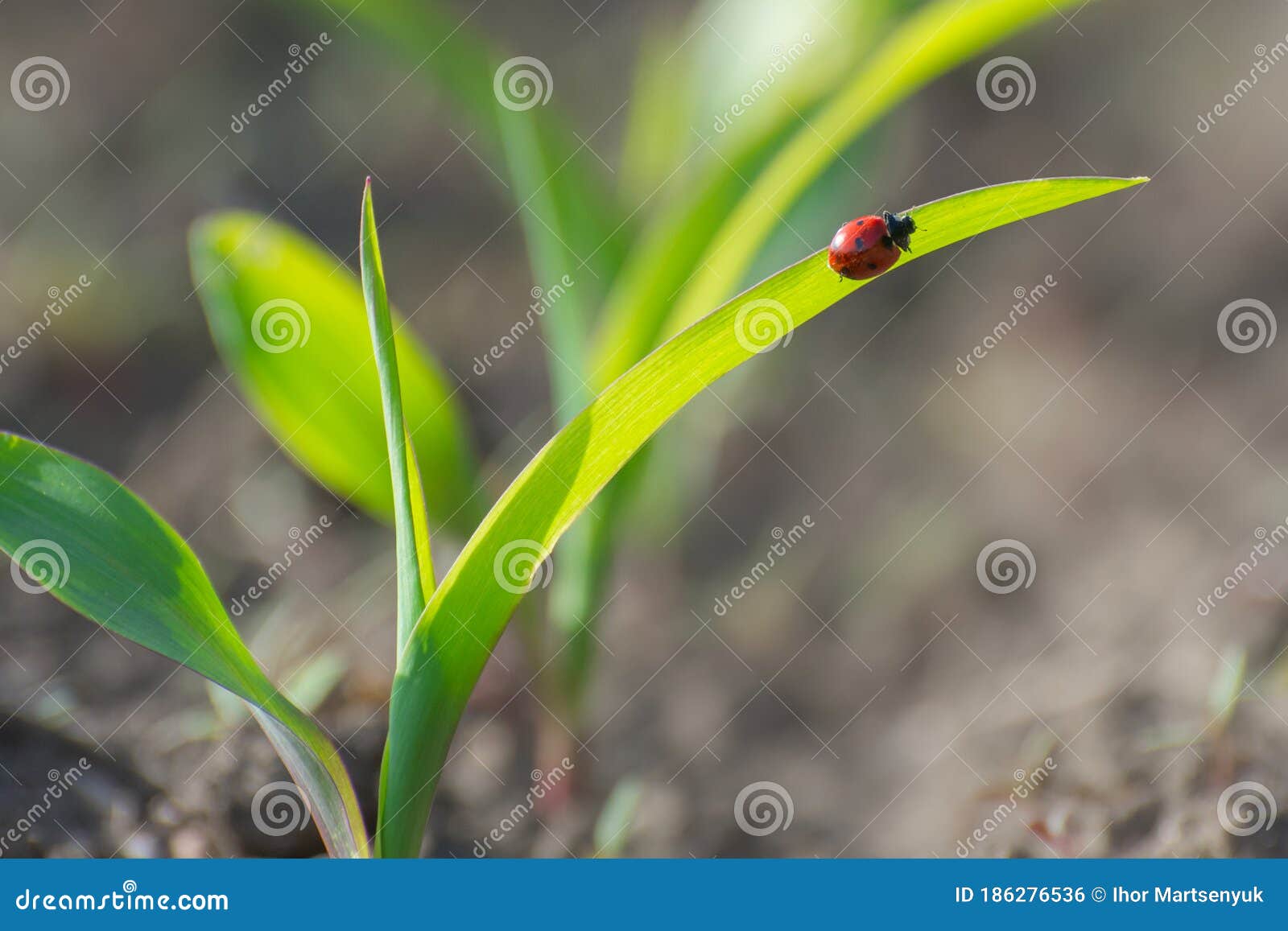 Ladybug On A Corn Cob Leaf Royalty-Free Stock Photography ...