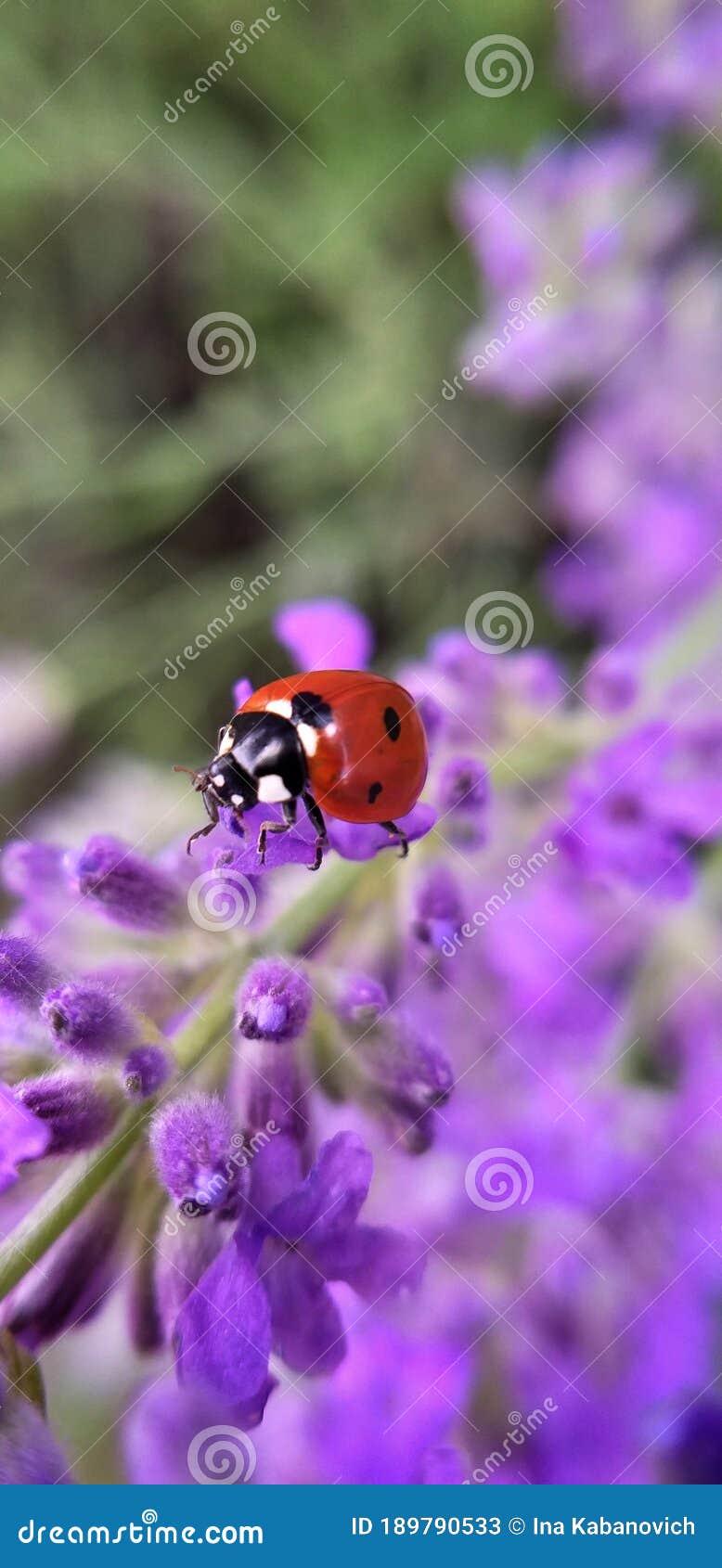 Ladybug on a flower. stock image. Image of purple, summer - 189790533