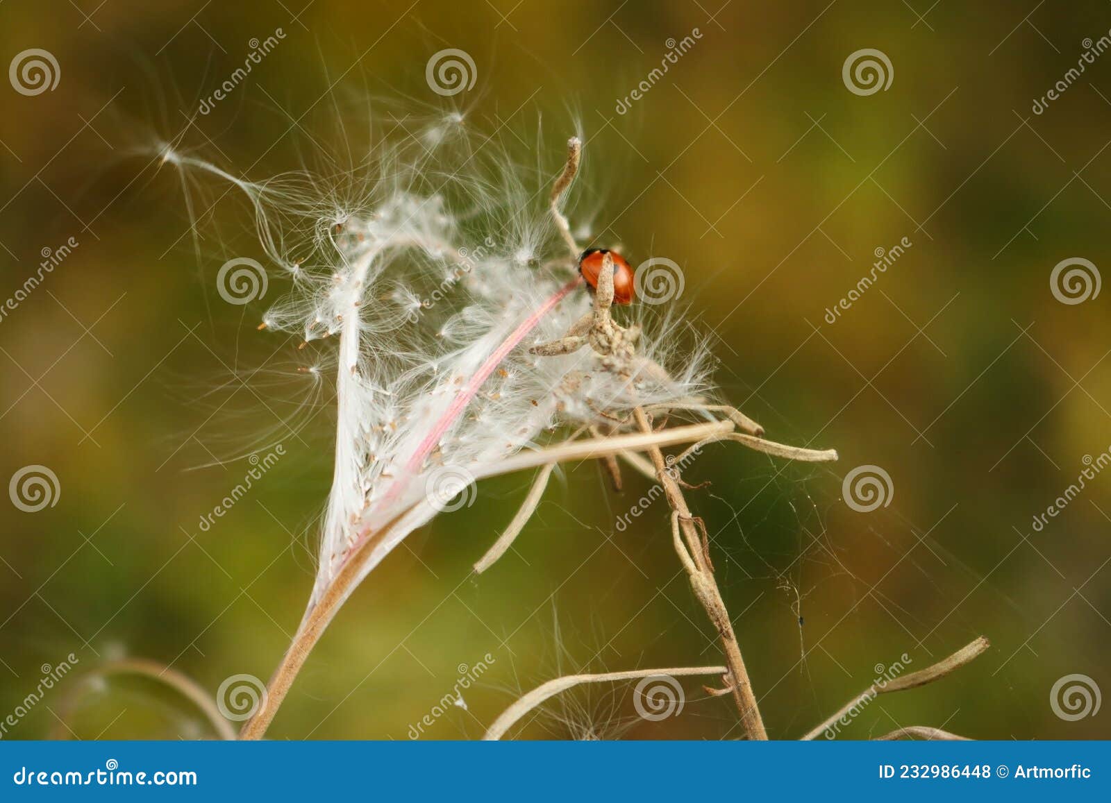 Red Ladybug Sleeping on White Fluff Plant on Autumn Background Stock ...