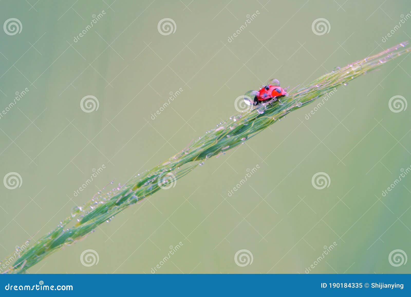 Ladybug in rain stock image. Image of ladybugs, ladybug - 190184335