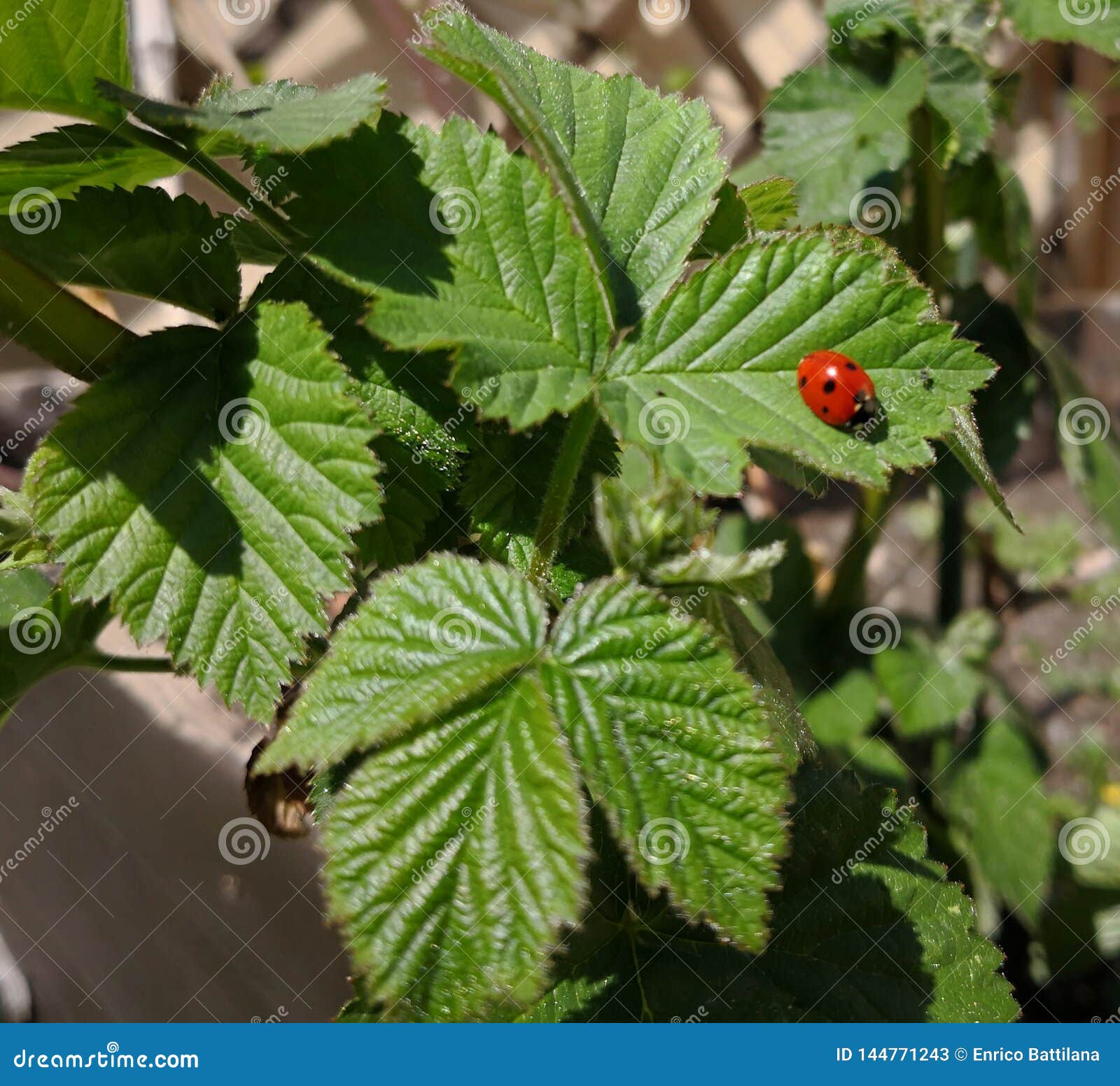 Ladybug On A Plant In Natural Environment Stock Image | CartoonDealer ...