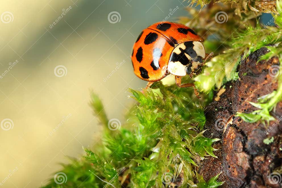 Red Ladybug on the Tree Bark Stock Photo - Image of bark, small: 247841496