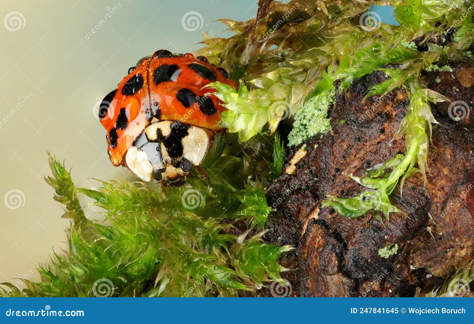 Red Ladybug on the Tree Bark Stock Image - Image of tree, common: 247841645
