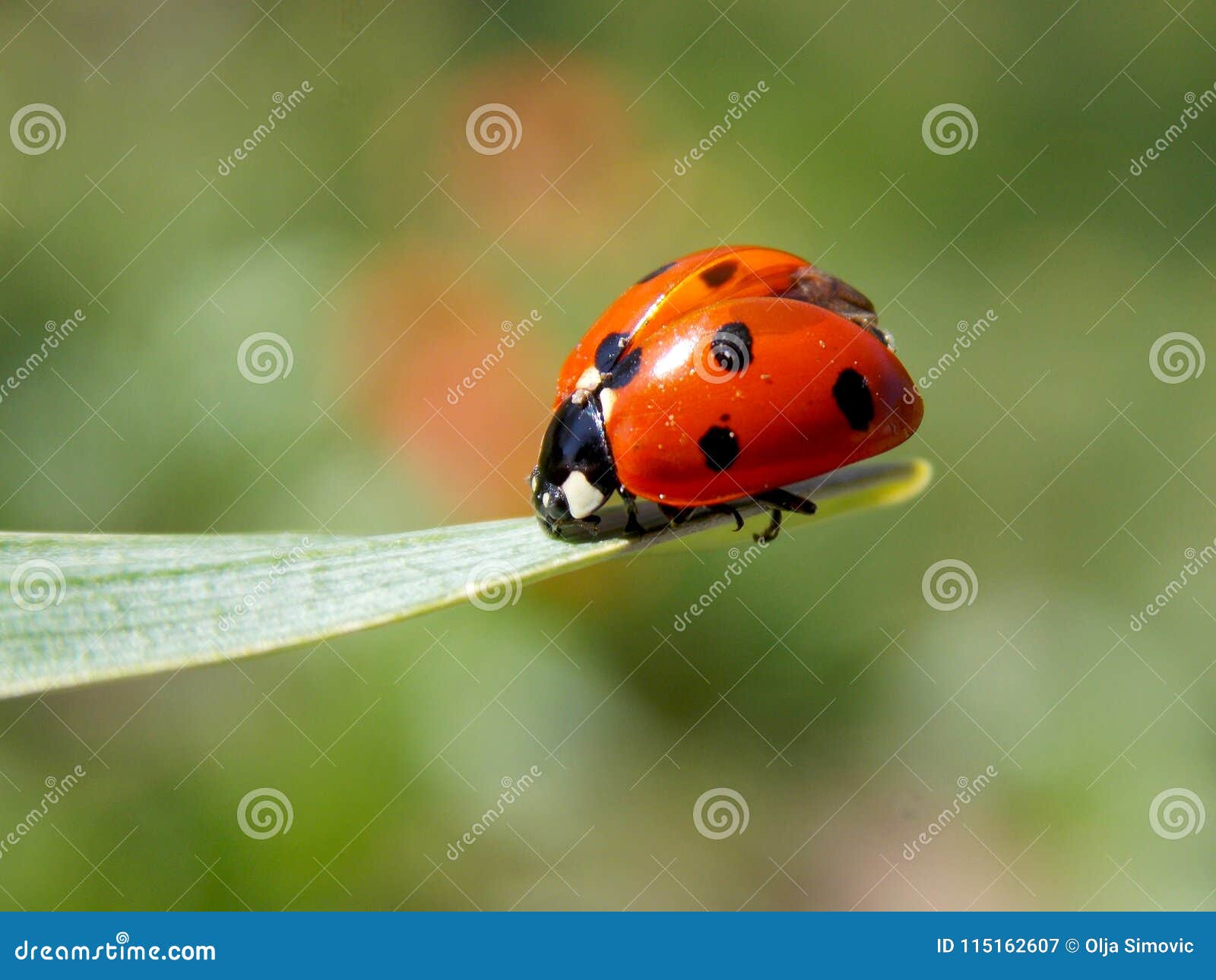 Ladybug trying to fly stock image. Image of plant, spring - 115162607
